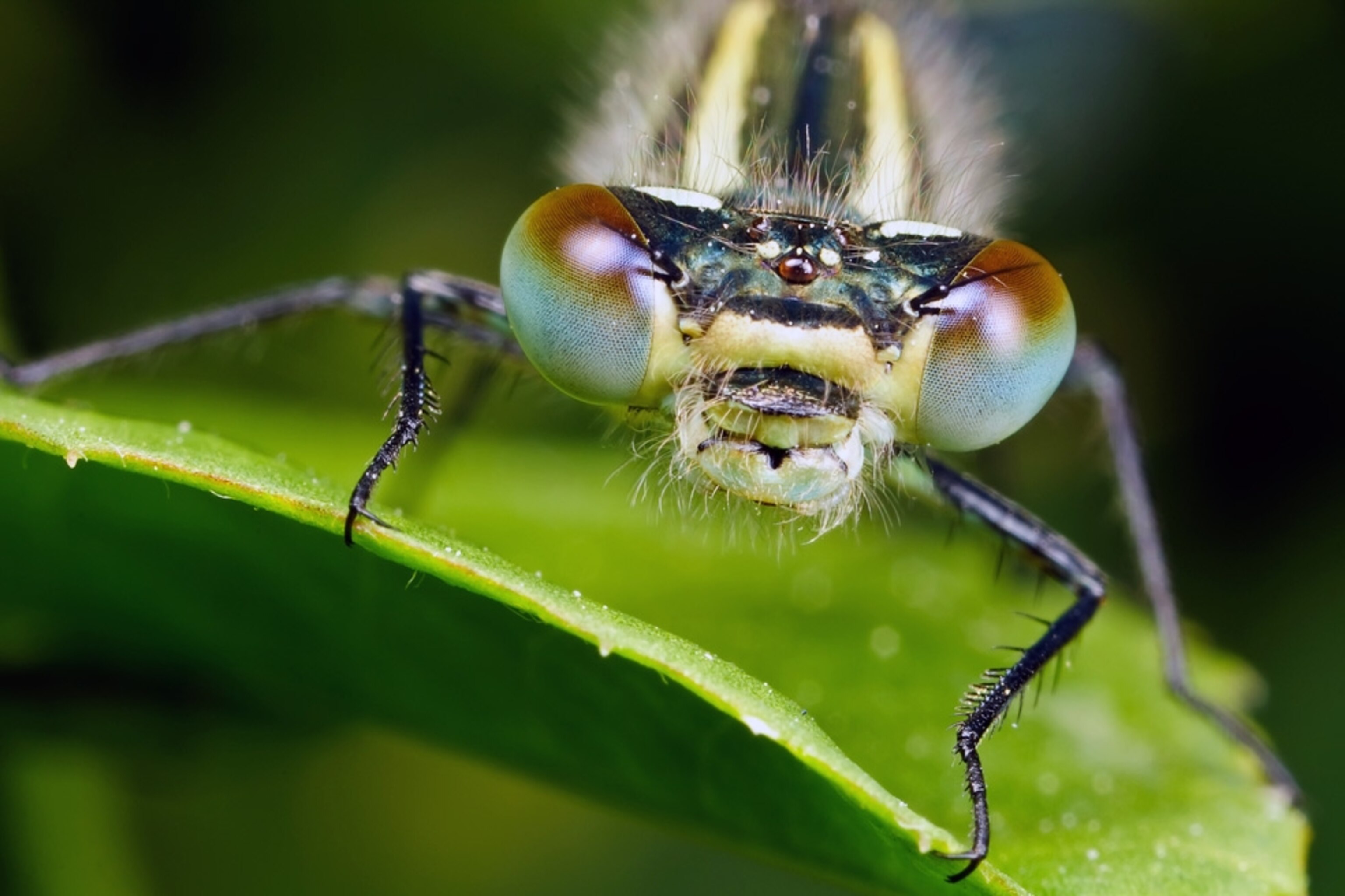 Freshwater Insect Pictures -- National Geographic