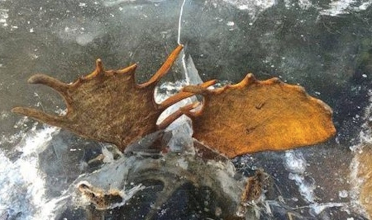 Two Bull Moose Found Frozen in Alaska With Antlers Locked