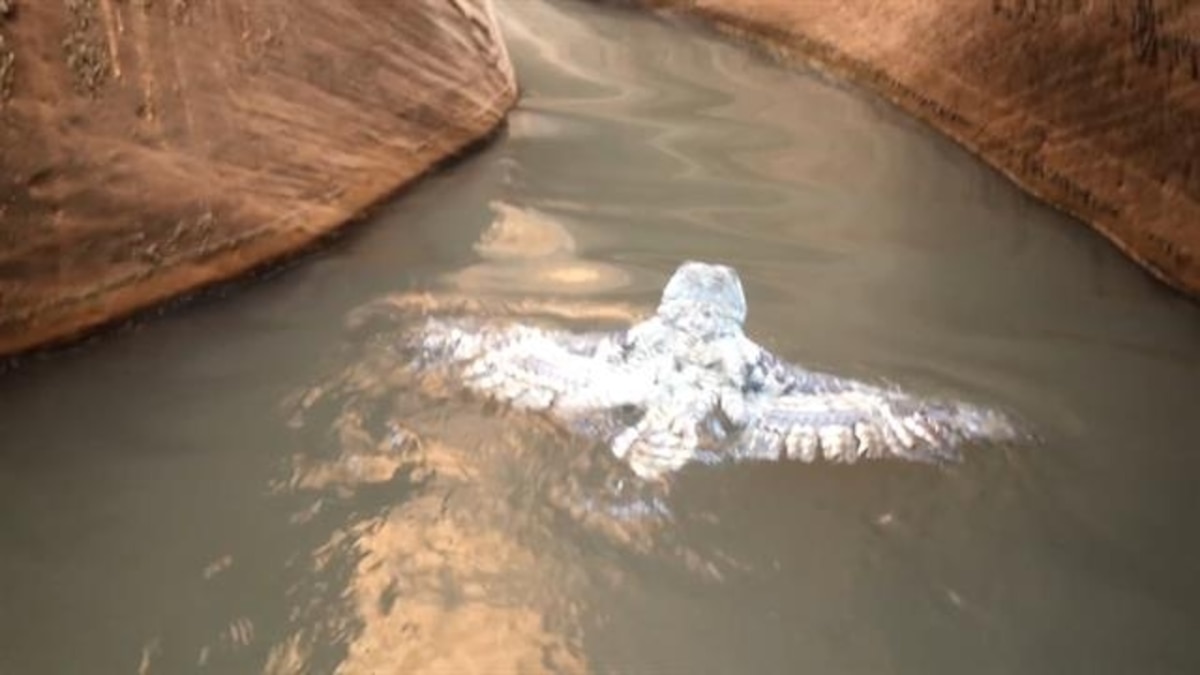 Owl 'Swims' for Its Life in Rare Video | National Geographic