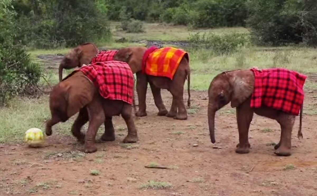 World Cup Material? Baby Elephants Have Impressive Soccer Skills, New ...