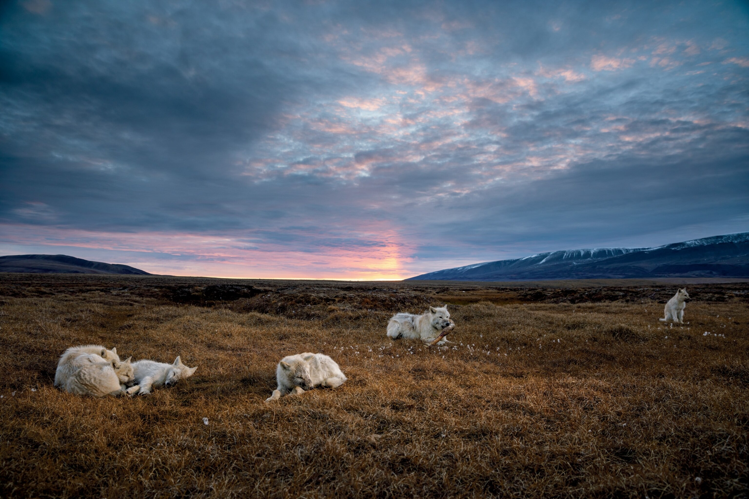 Arctic wolves' harsh lives on Ellesmere Island