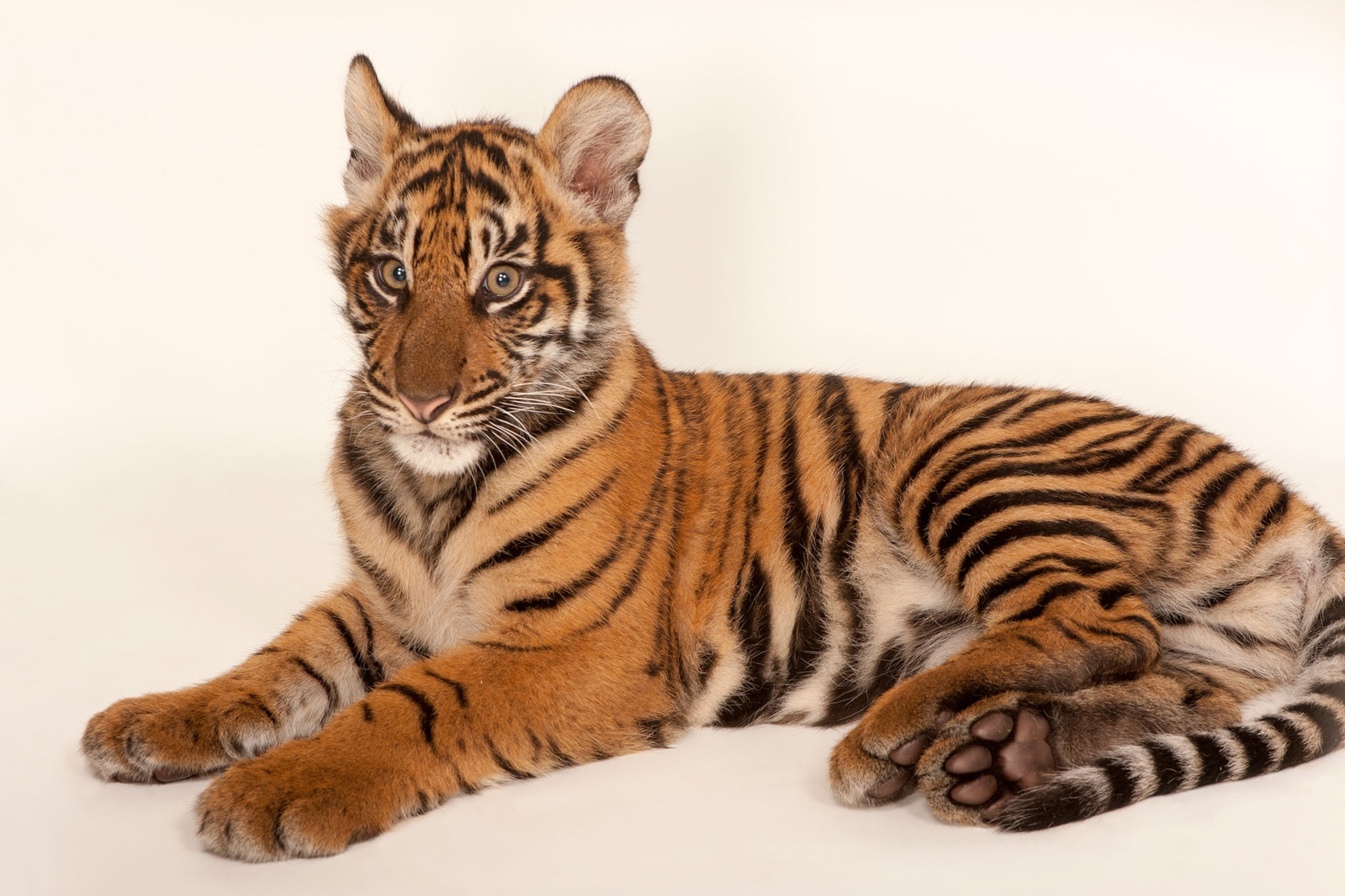Get a Behind-the-Scenes Look at a Tiger Photo Shoot