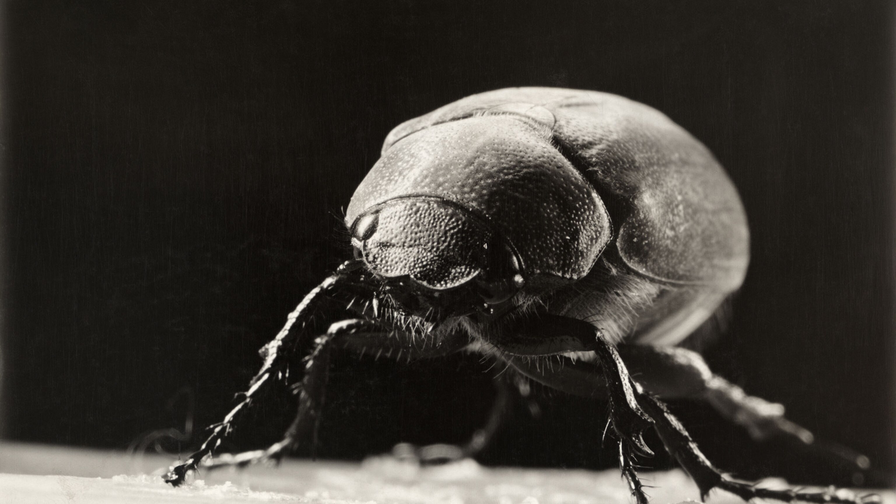 6 surprisingly lucky animals around the world