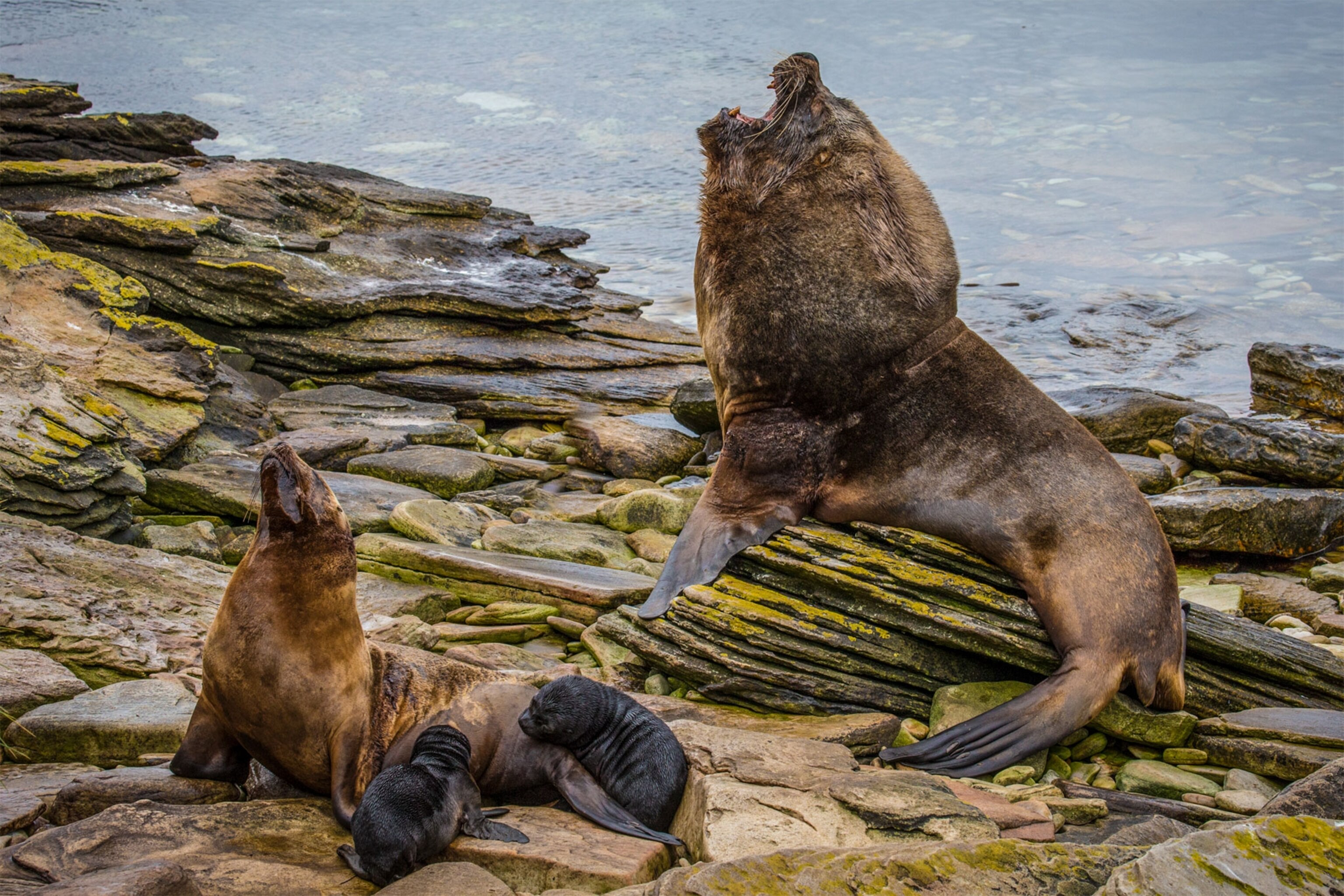 Wildlife Photographer Paul Nicklen on his Pictures of the Falkland Islands