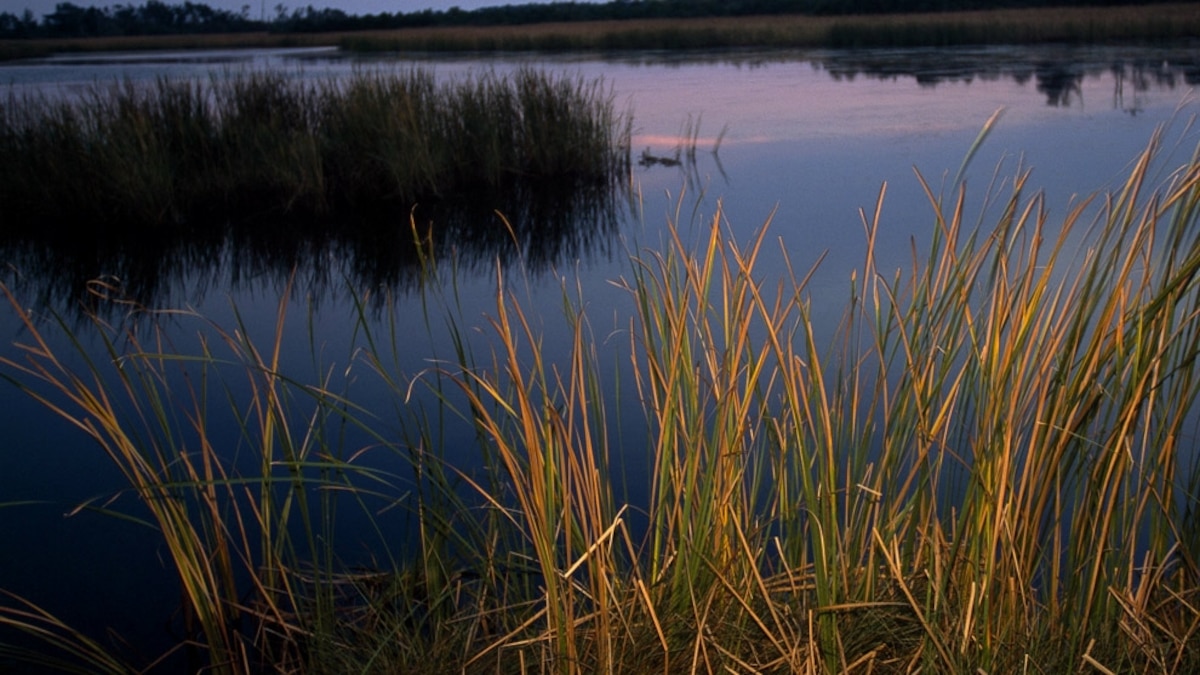 Habitats -- Freshwater Pictures, Wallpapers, Downloads -- National ...