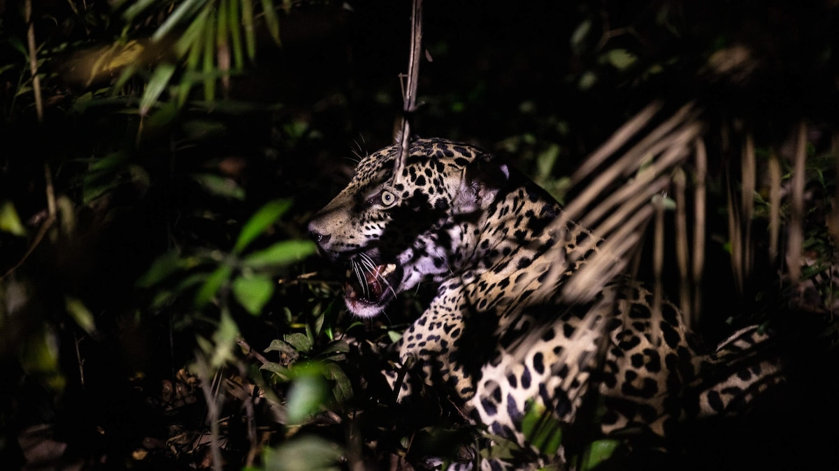 To save jaguars, this Nat Geo explorer acts like one | National Geographic