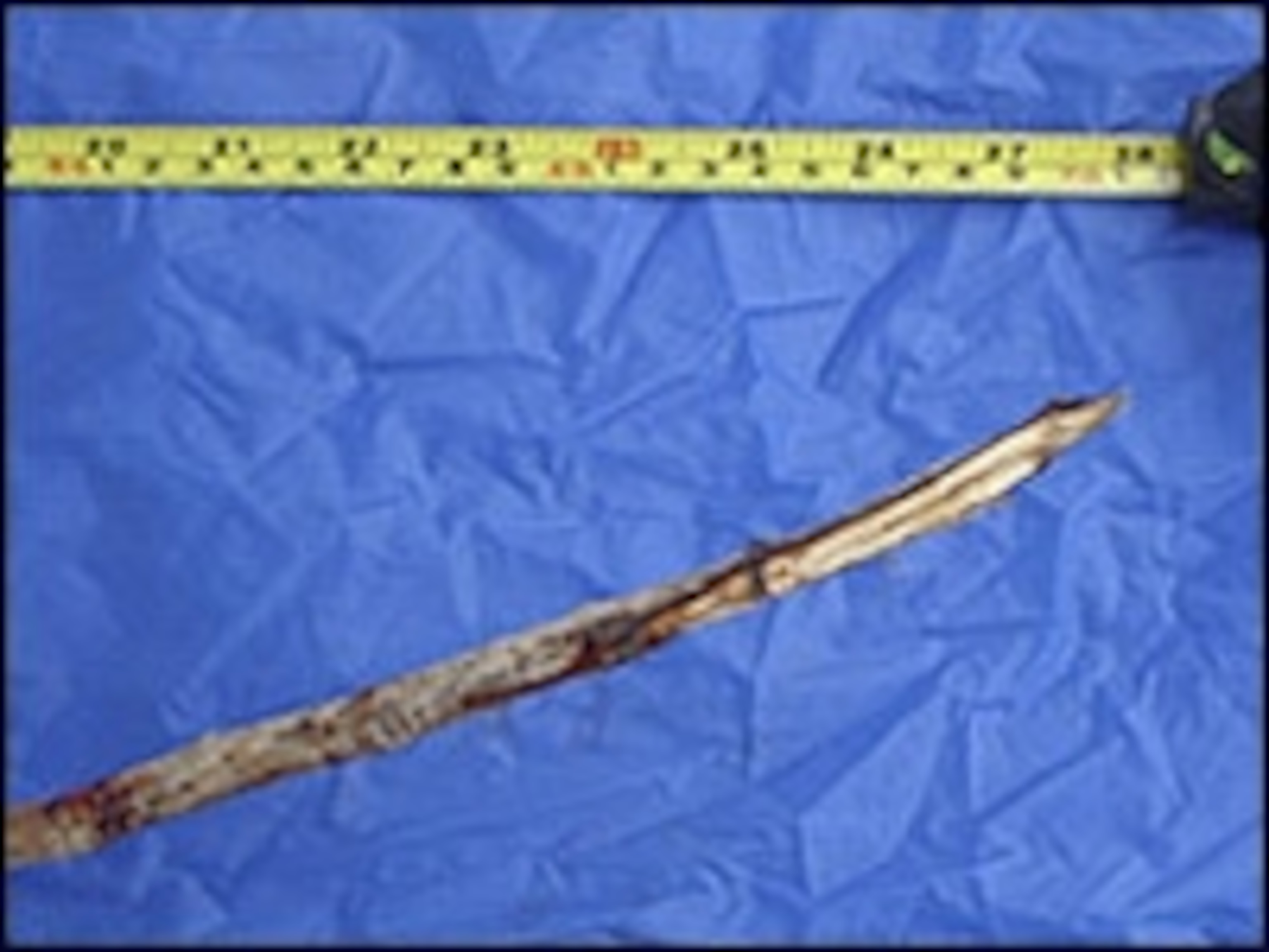 Chimpanzees make spears to hunt bushbabies