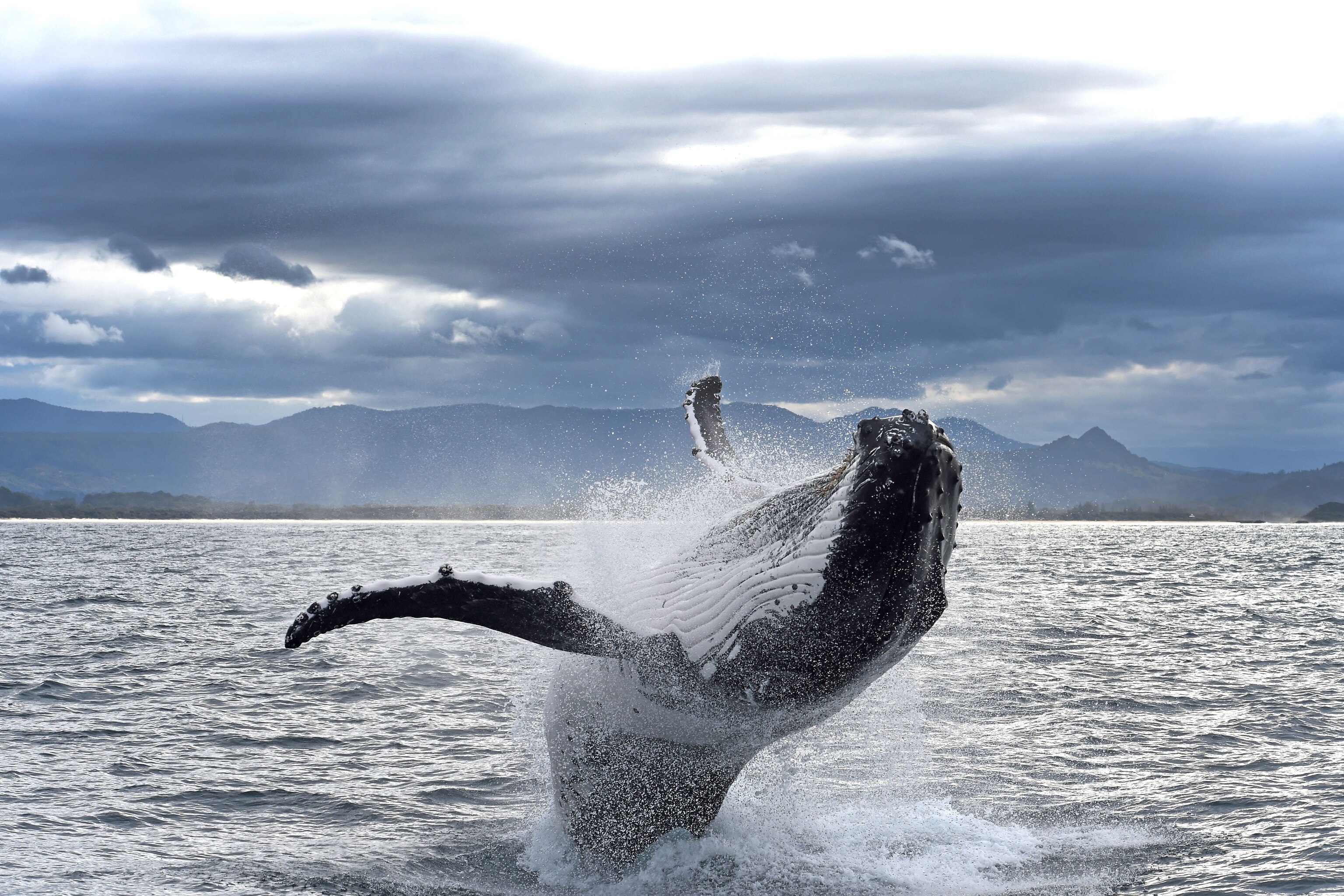 The Rare Beauty of Dozens of Migrating Humpback Whales