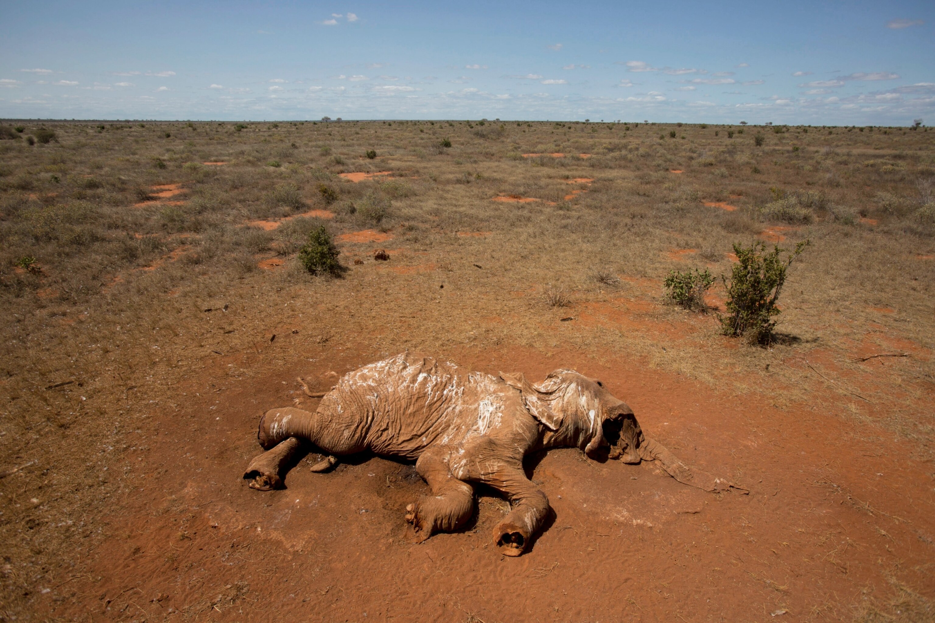 U.S. Steps Up Fight Against Poaching and Wildlife Trafficking