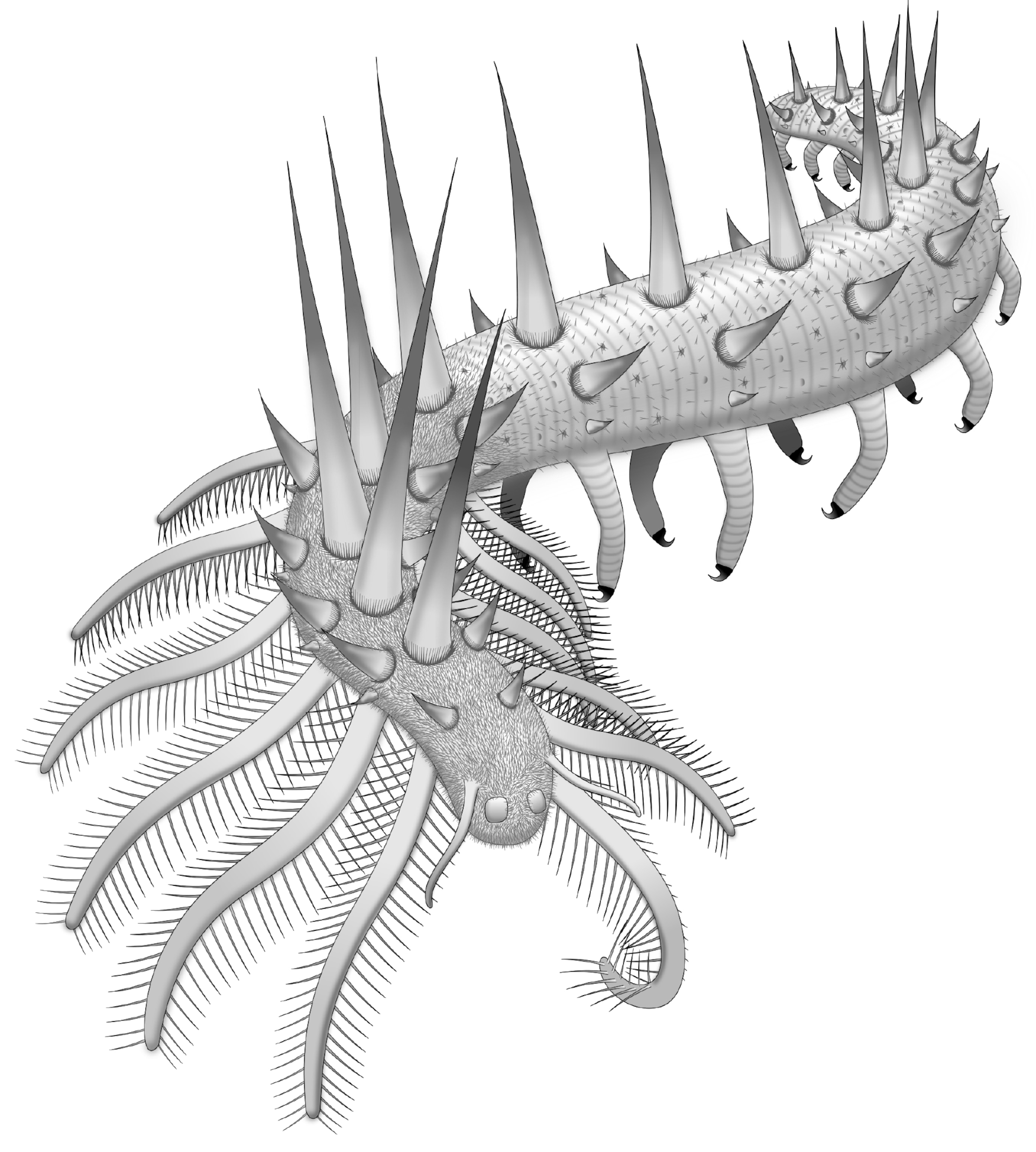 Super-Spiky Ancient Worm Makes Its Debut | National Geographic