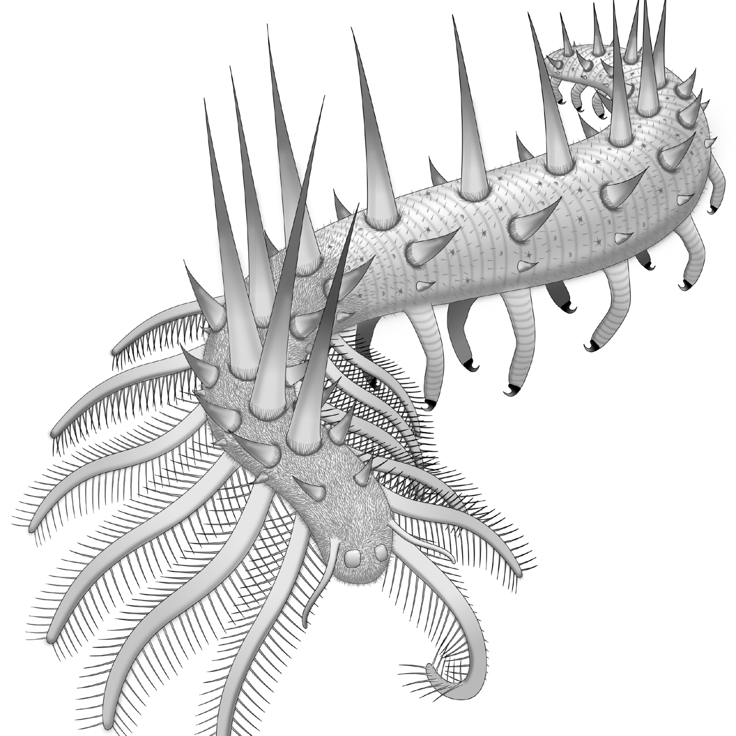 Super-Spiky Ancient Worm Makes Its Debut