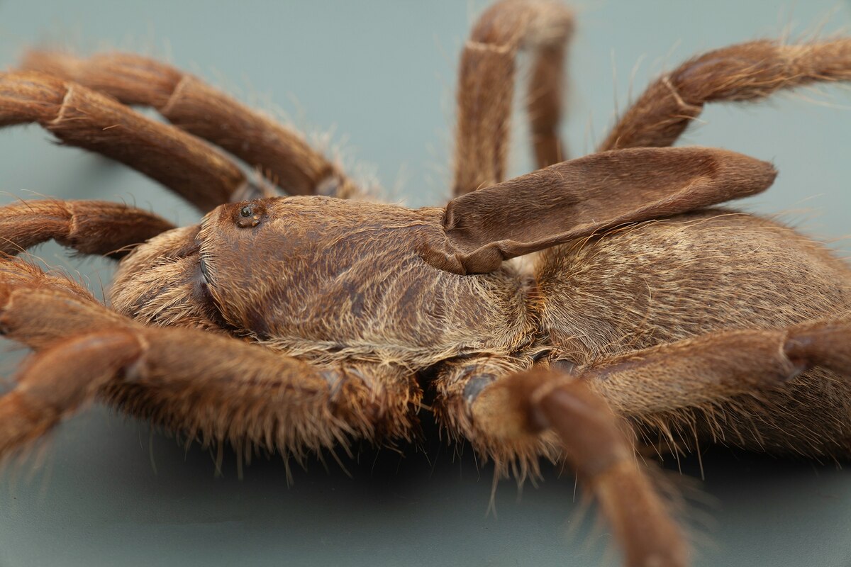 New 'astonishing' tarantula from Angola has strange horn on its back