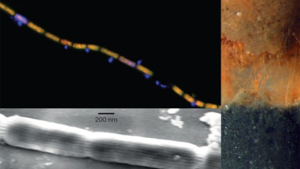 Bacteria unite to form living electric cables | National Geographic