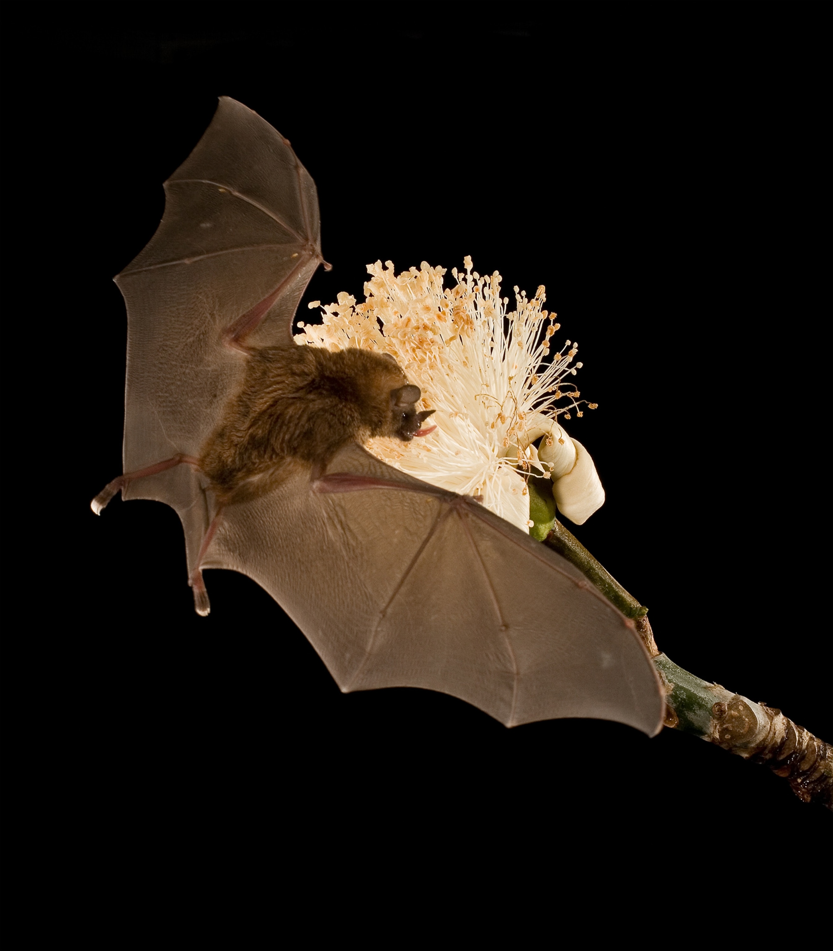 Bat's Super-Long Tongue Powered by Blood (With Video) | National Geographic
