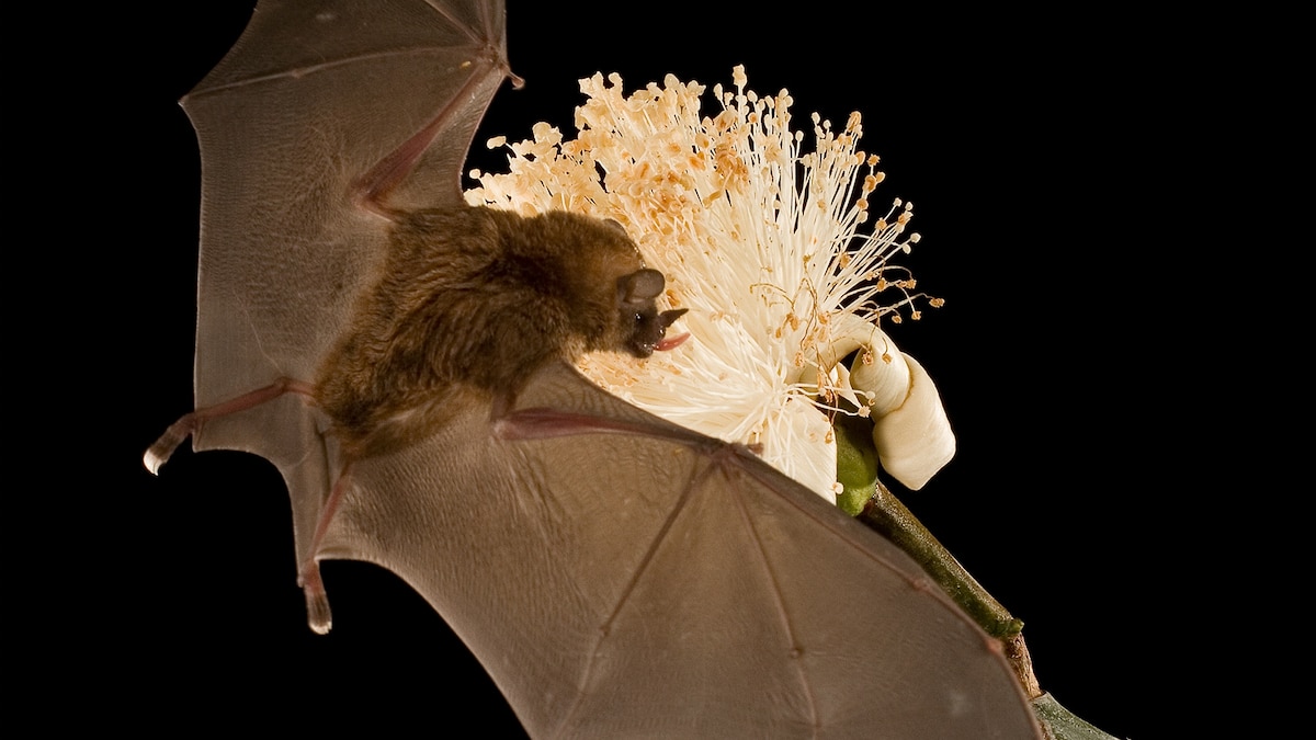 Bat's Super-Long Tongue Powered by Blood (With Video) | National Geographic