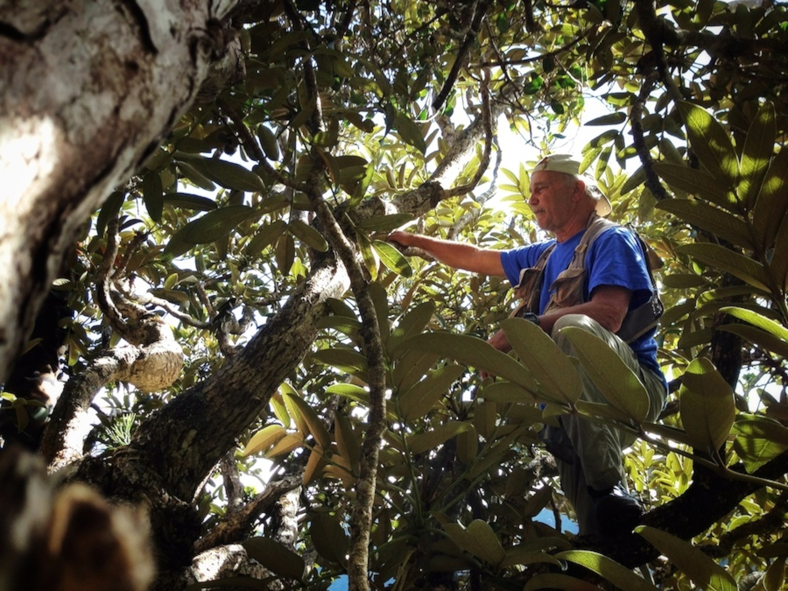 The Race to Save the World’s Rarest Plants