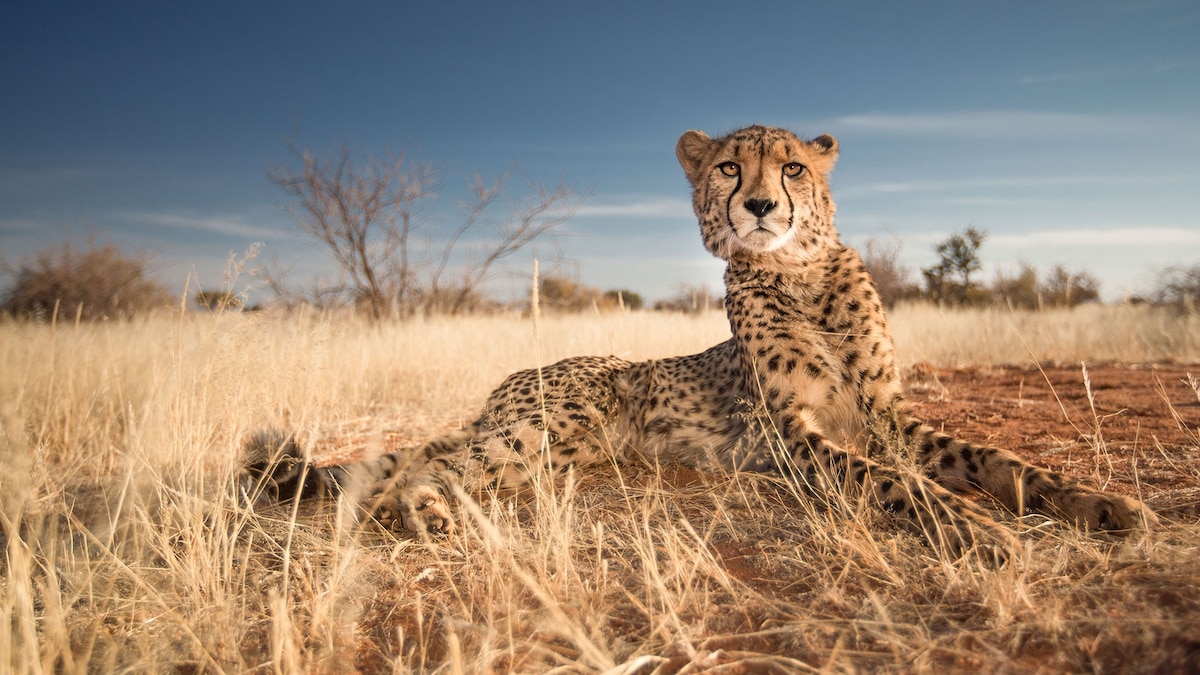 Stunning Pictures of Cheetahs in Action | National Geographic