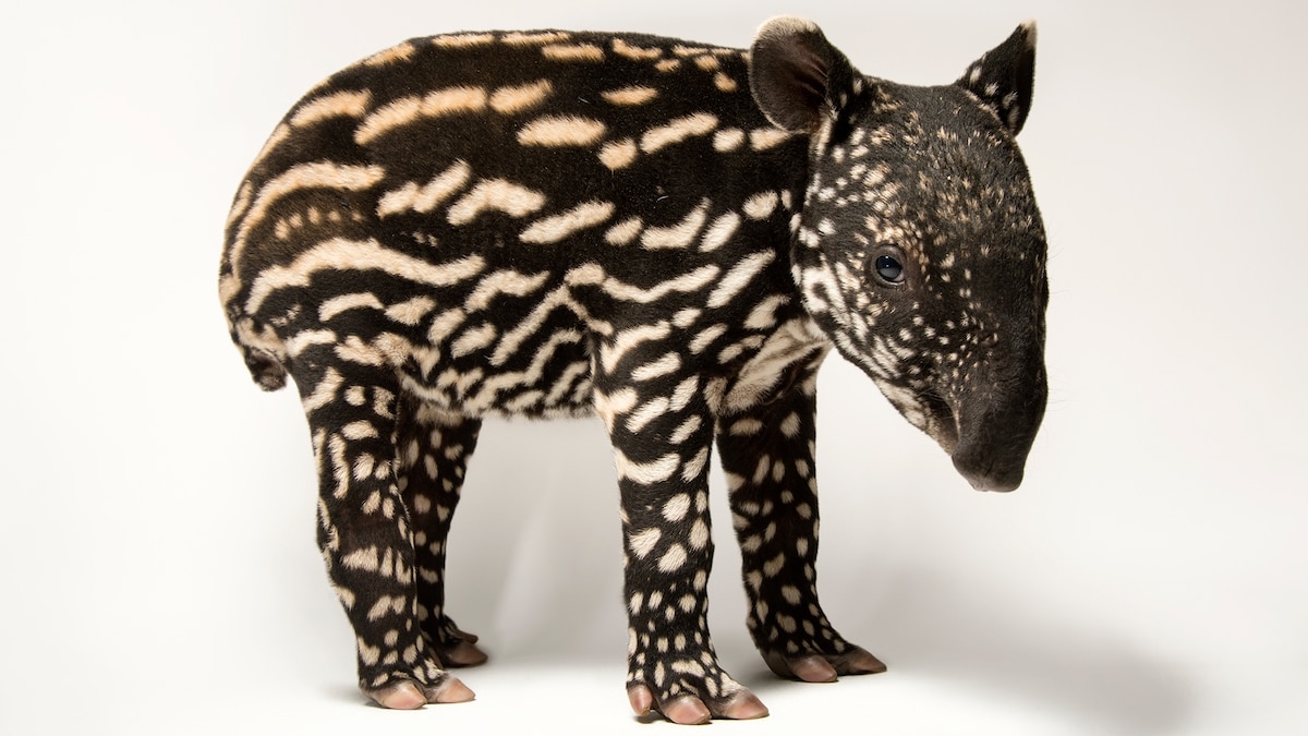 Mammal Pictures -- National Geographic Photo Ark | National Geographic