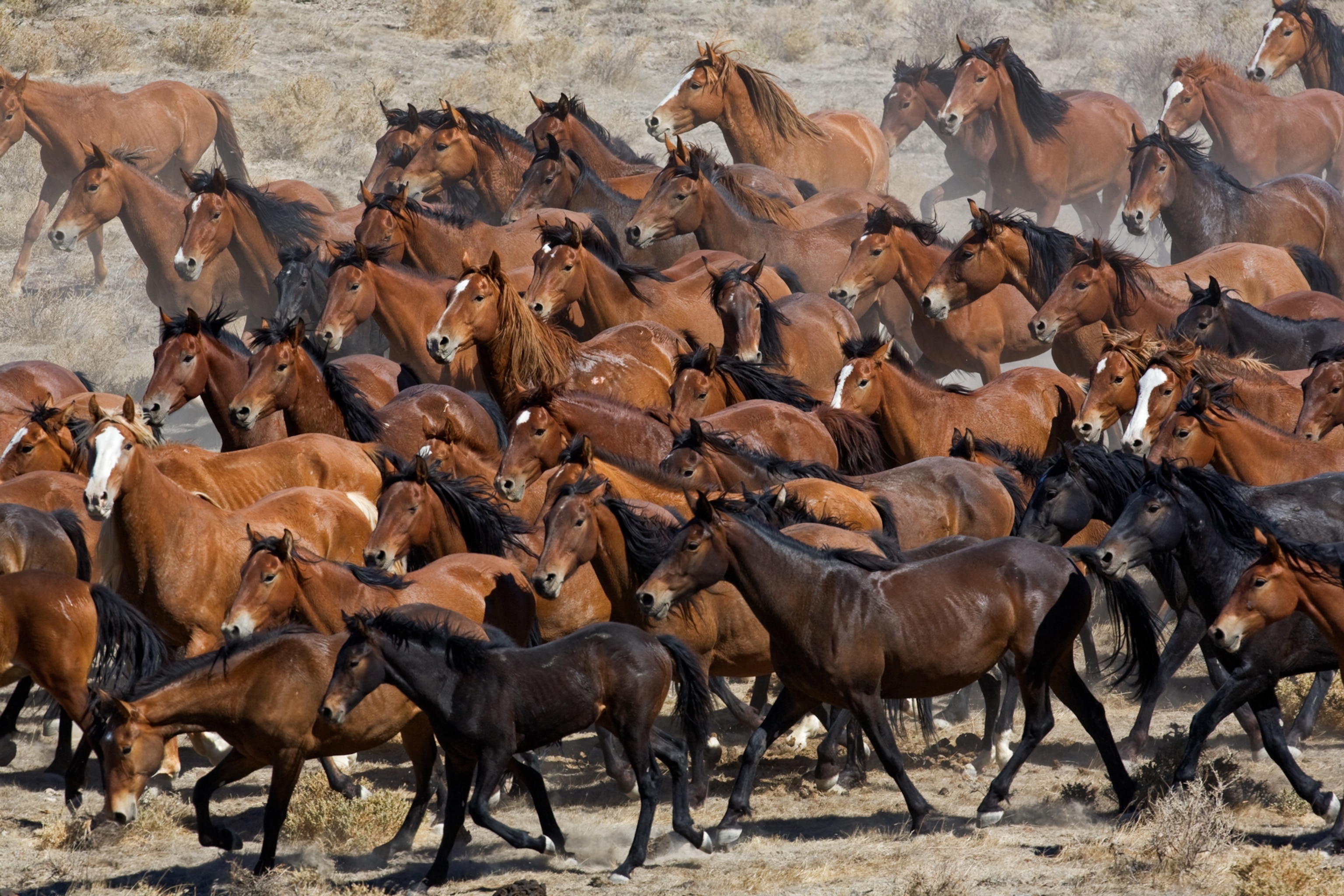 Mustangs
