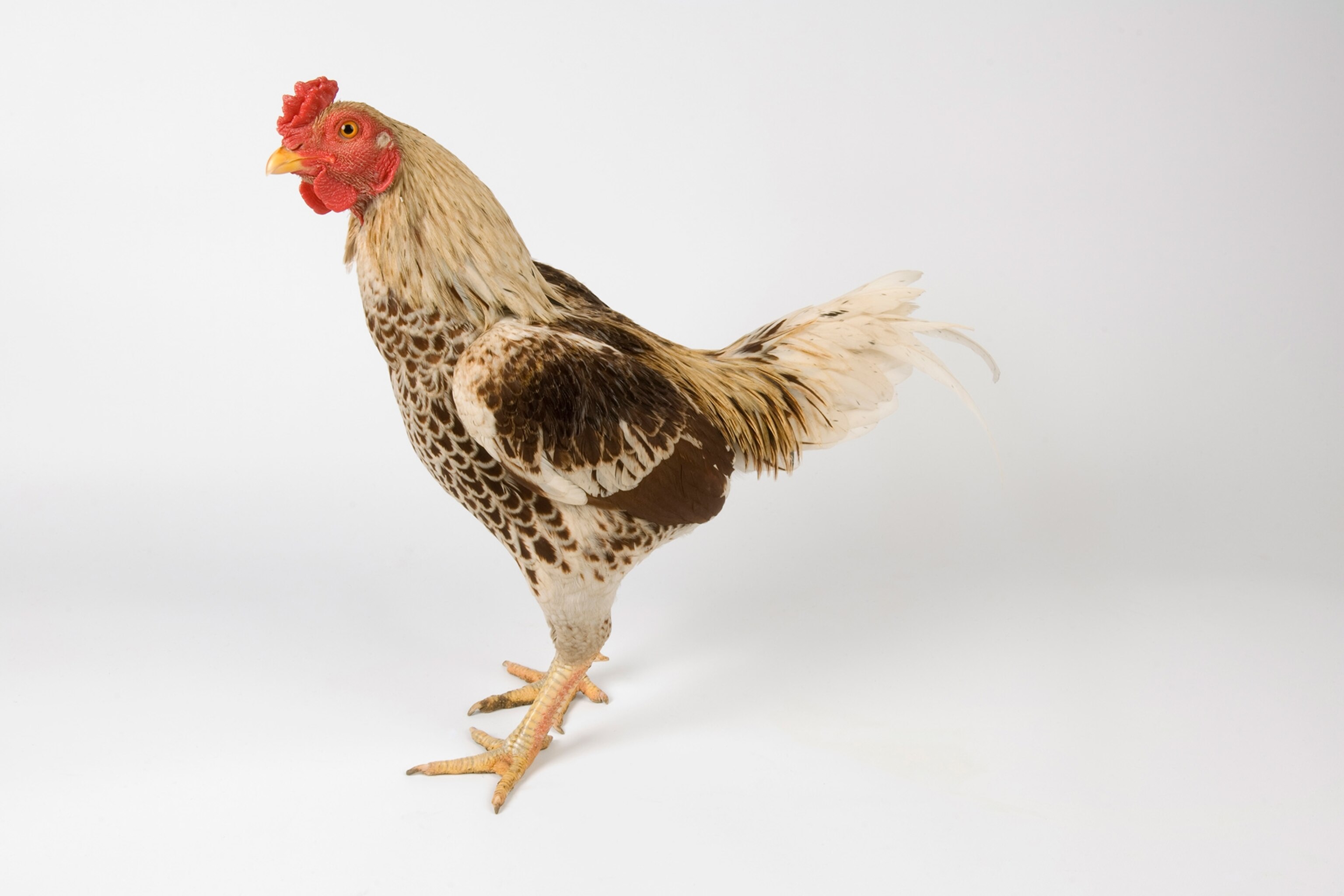 "Year of the Rooster" Brings Celebrations and Hazardous Smog