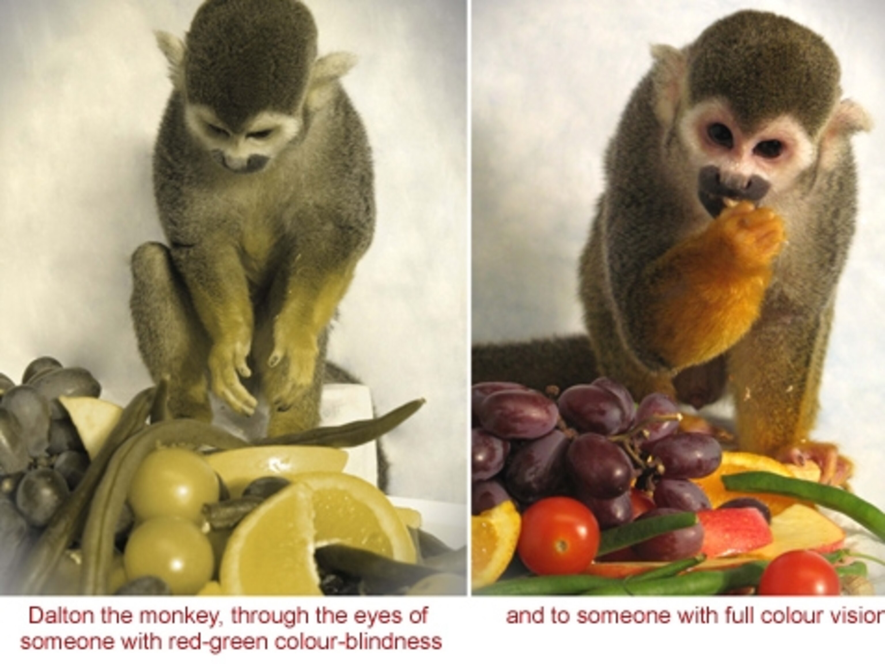 Gene therapy gives full colour vision to colour-blind monkeys