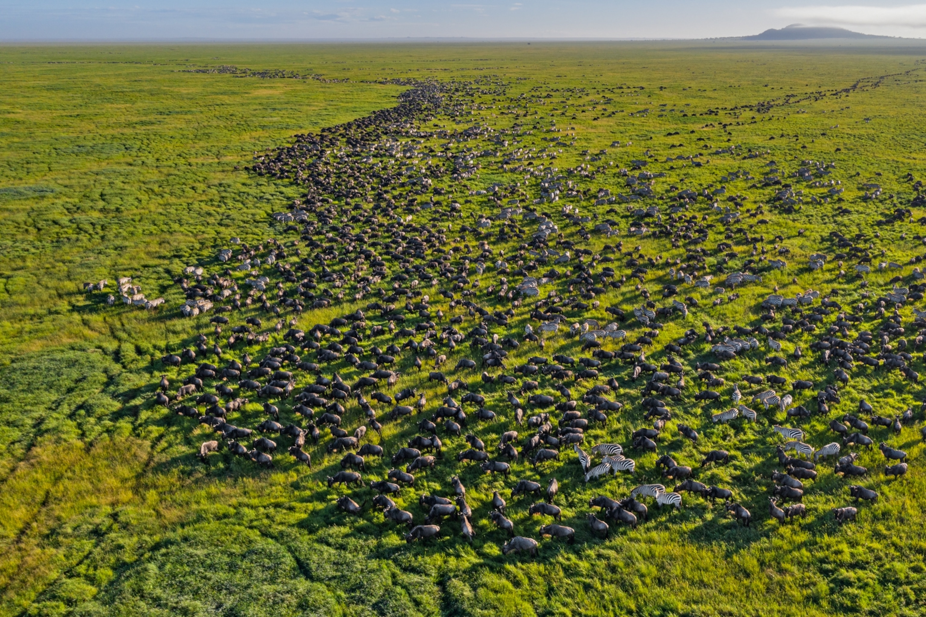 Wildebeest Migration Aerial
