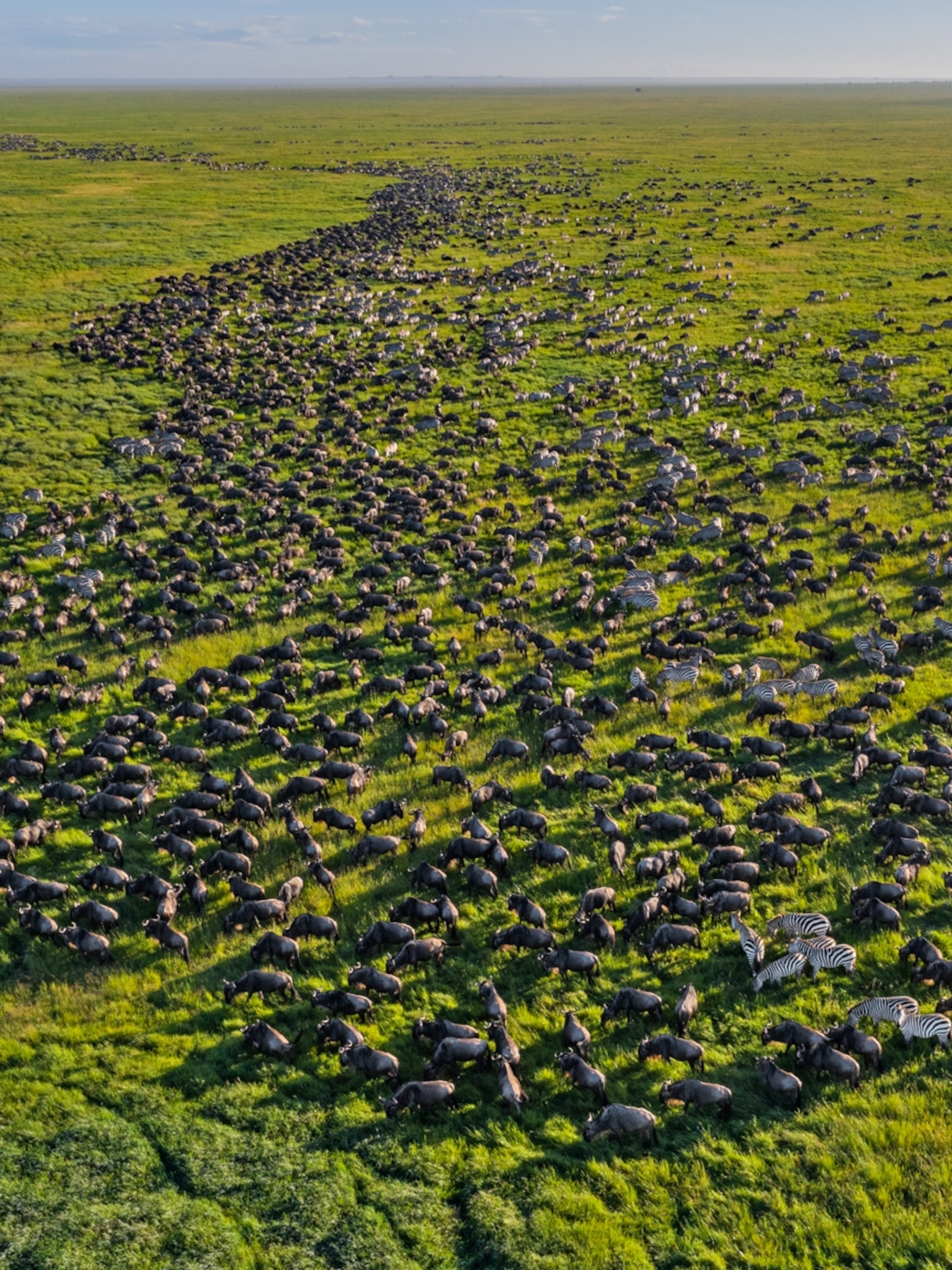 Wildebeest Migration Aerial