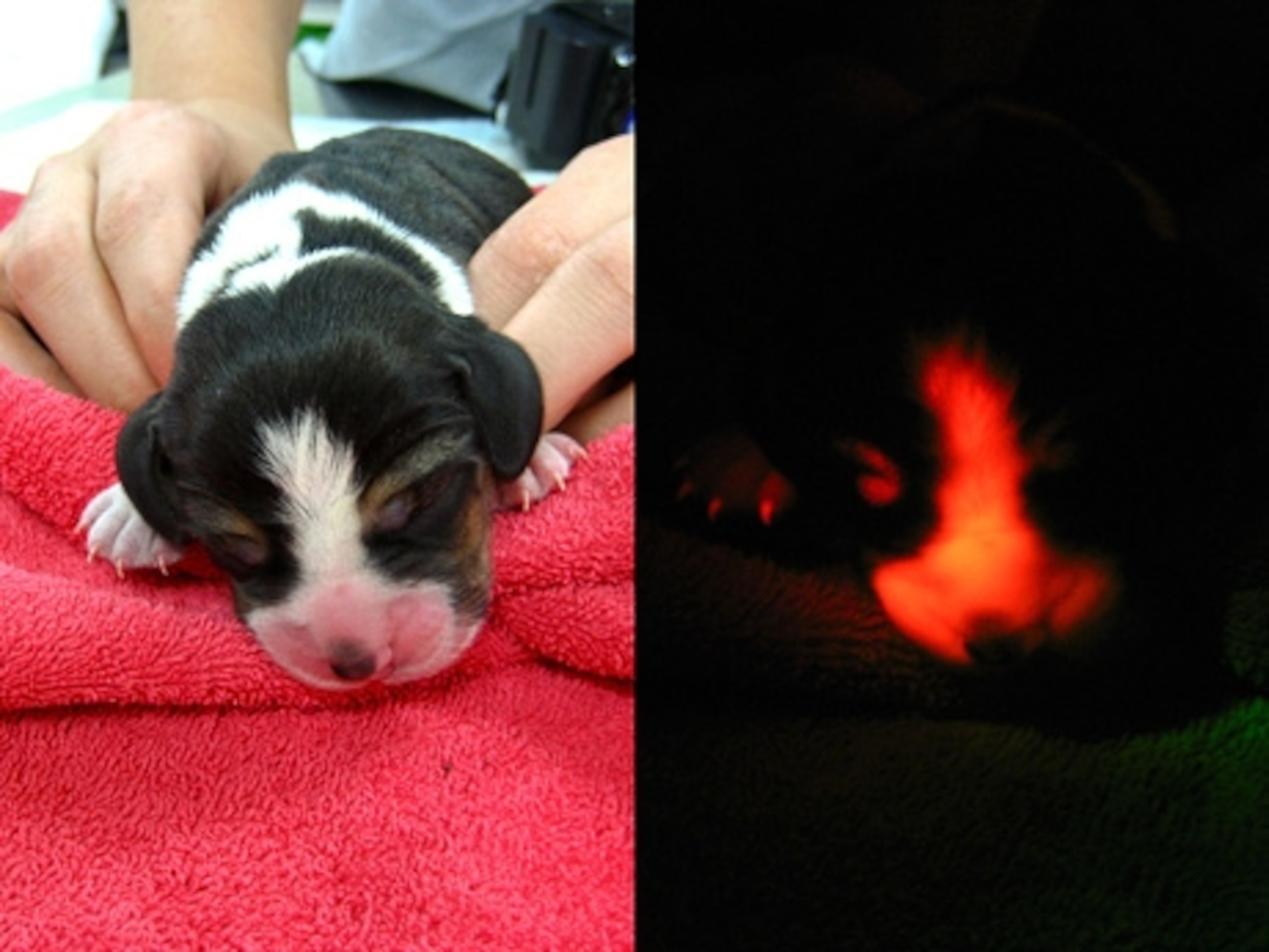 Shining for Science: Pictures of Glowing Animals