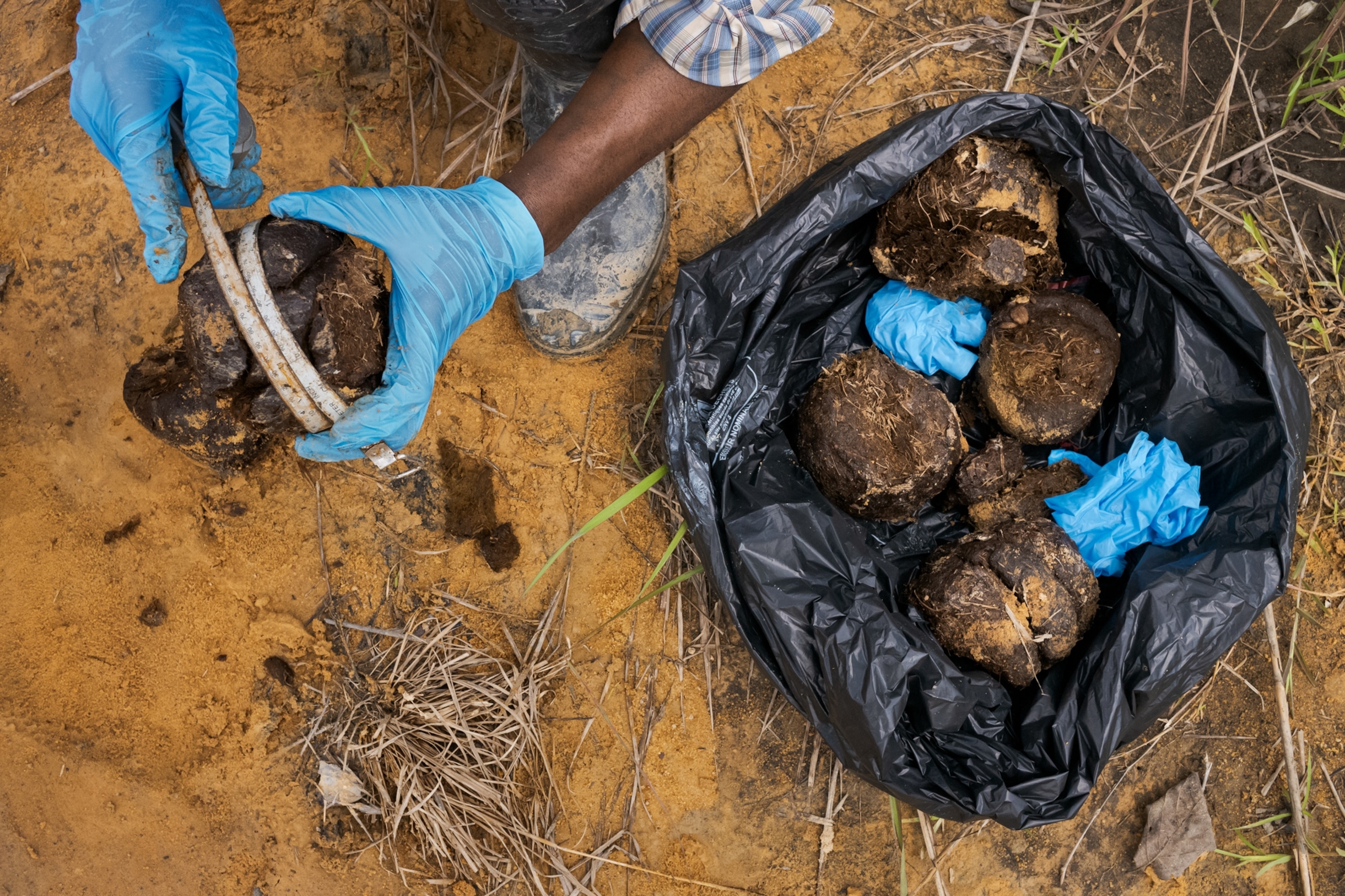 How a warming climate threatens Africa’s endangered forest elephants