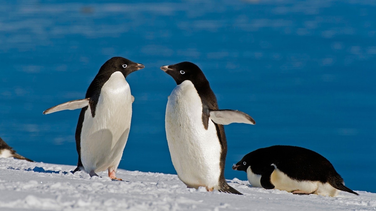 Penguins Caught Feasting on an Unexpected Prey | National Geographic