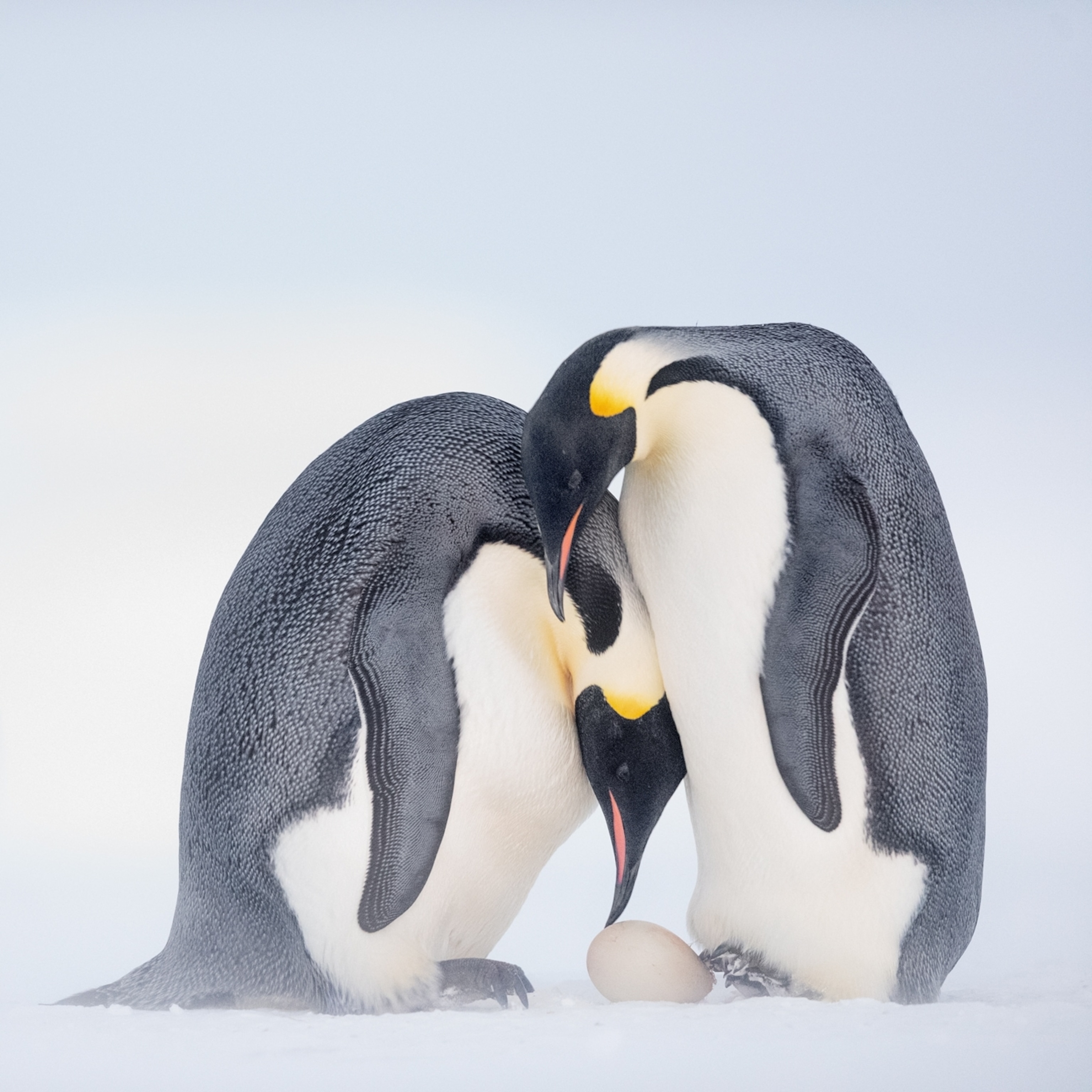 Why are these emperor penguin chicks jumping from a 50-foot cliff?