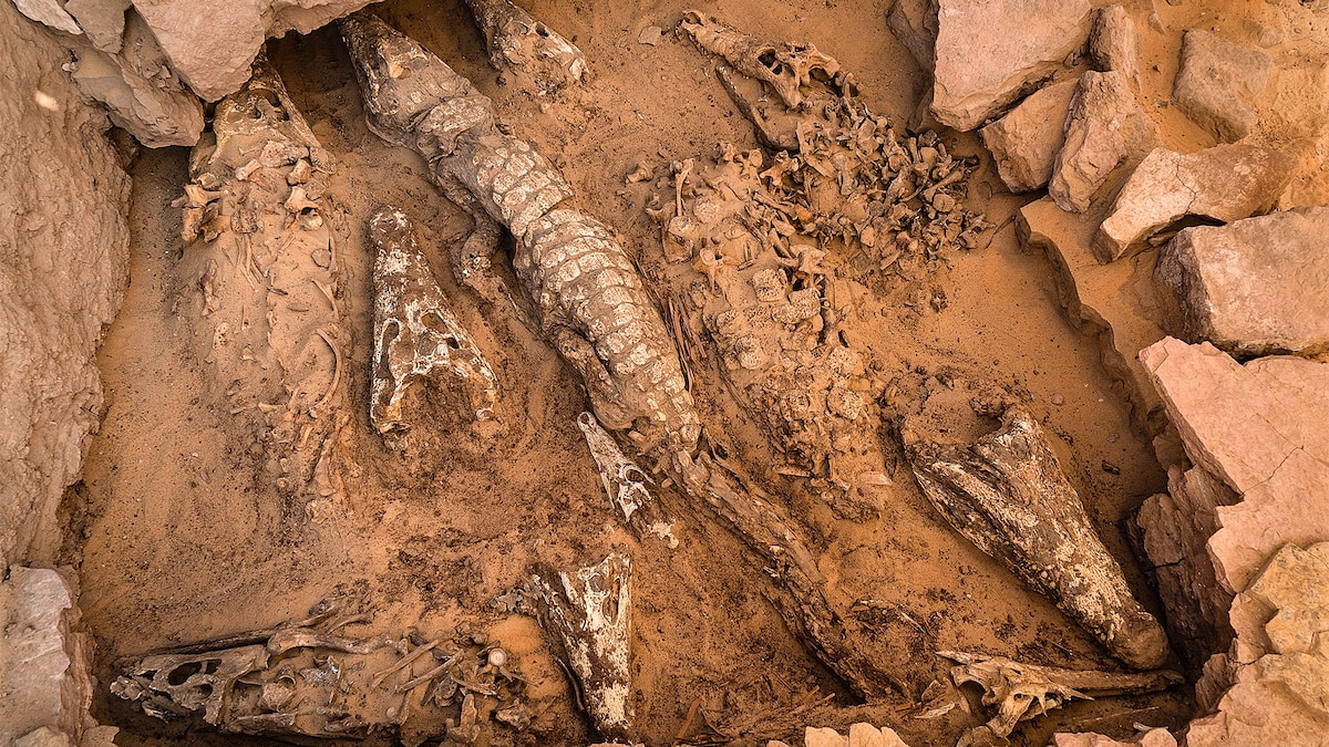 These crocodile mummies are unraveling a mystery | National Geographic