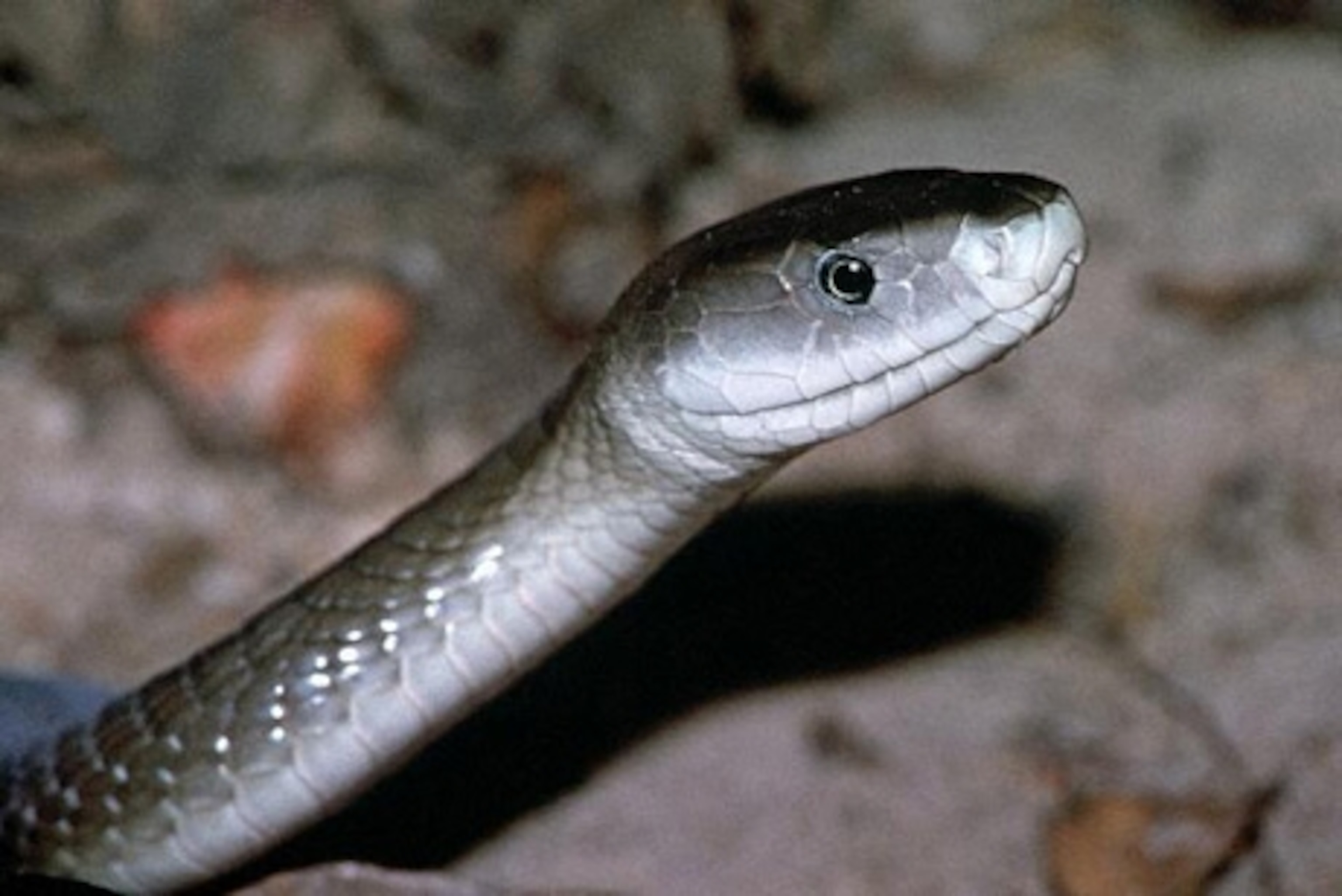 National Geographic News: Snake Wranglers | National Geographic