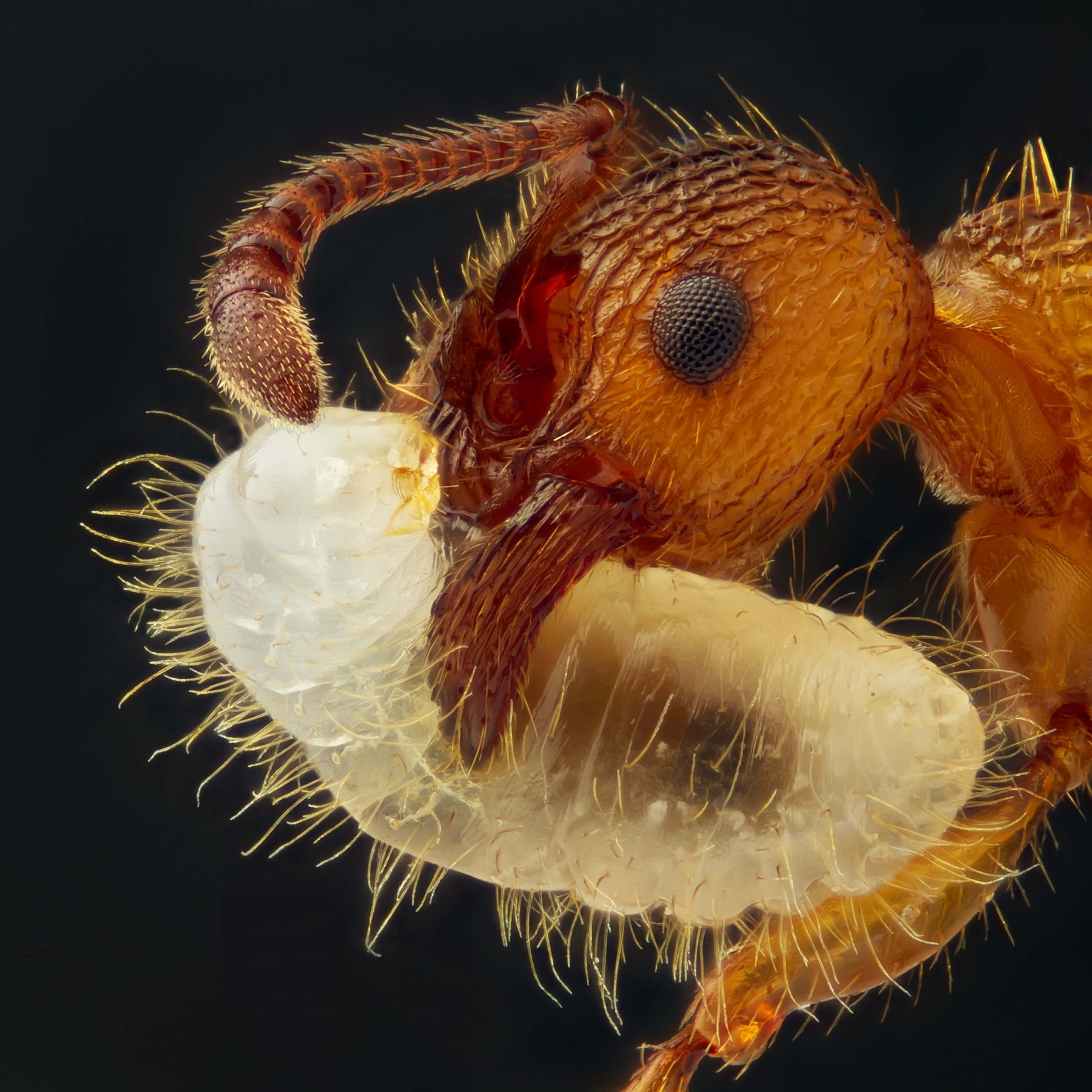 Pictures: Best Micro-Photos of 2012