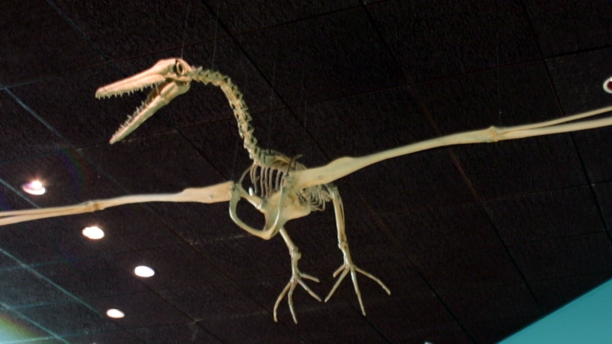 Truth of the Pelagornis Pseudotooth | National Geographic