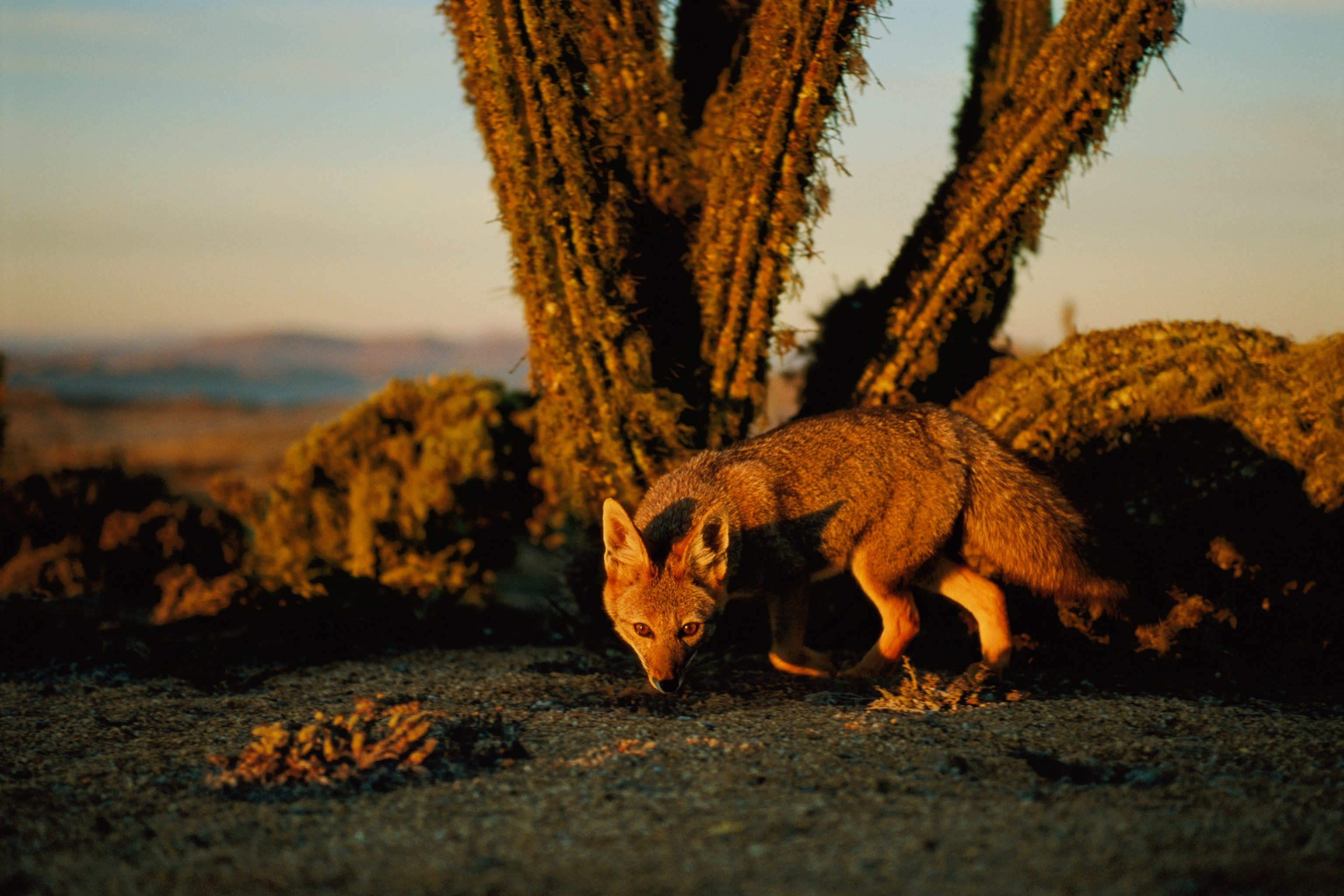 28 tender photos from the Nat Geo archives that will bring a smile to ...
