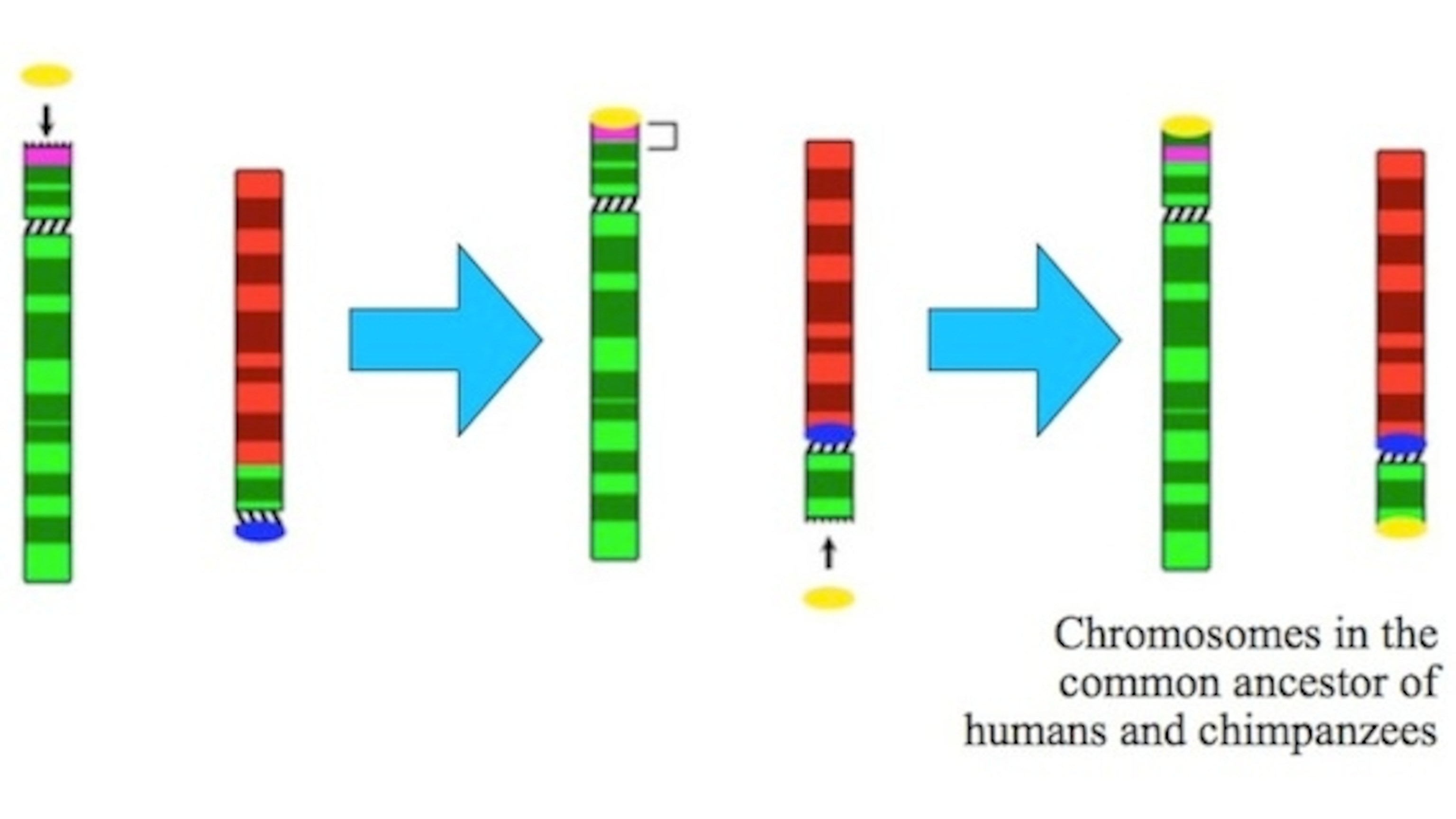 The Mystery of the Missing Chromosome (With A Special Guest Appearance ...