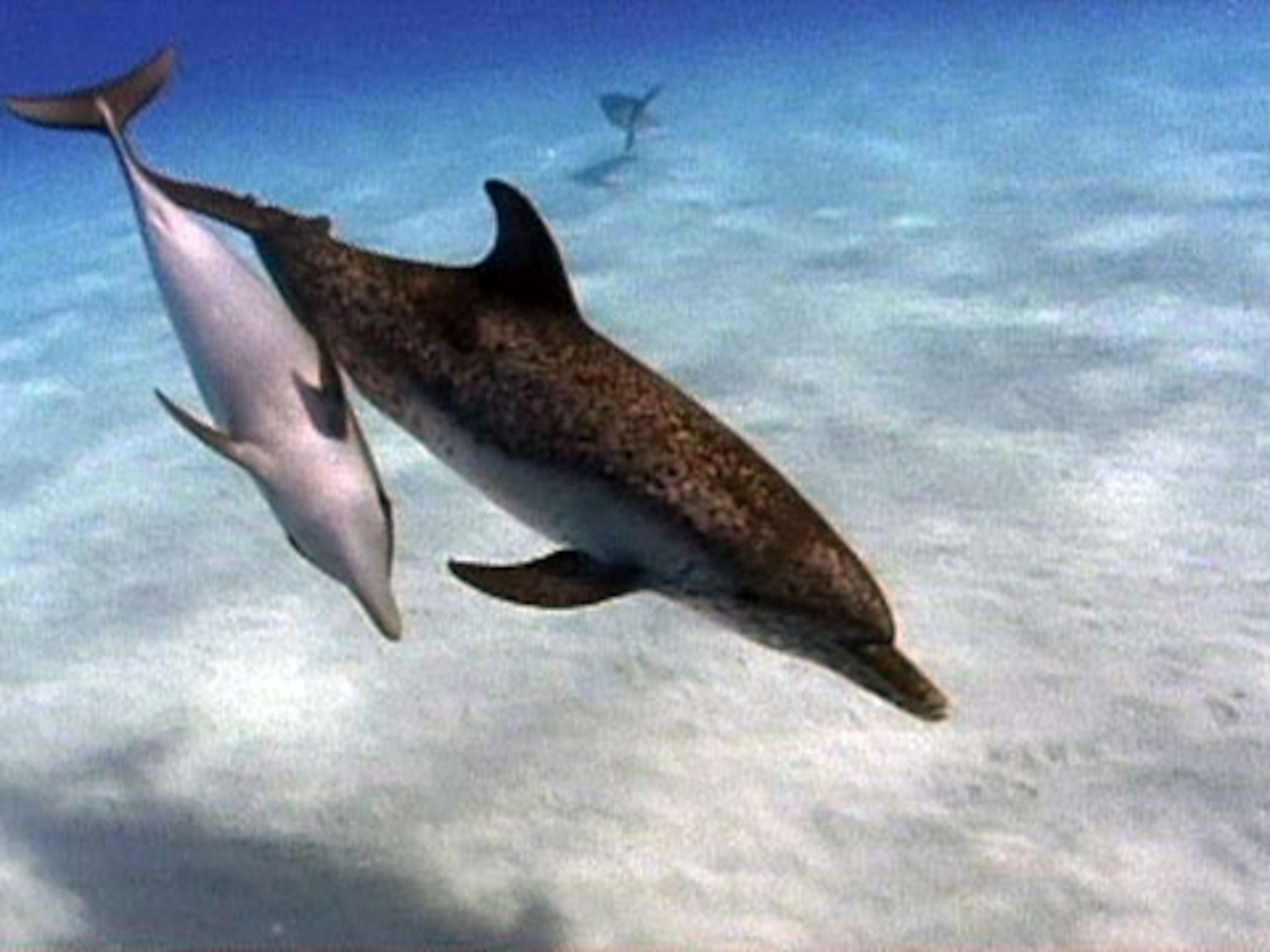 Marine Biologist With Baby Dolphins