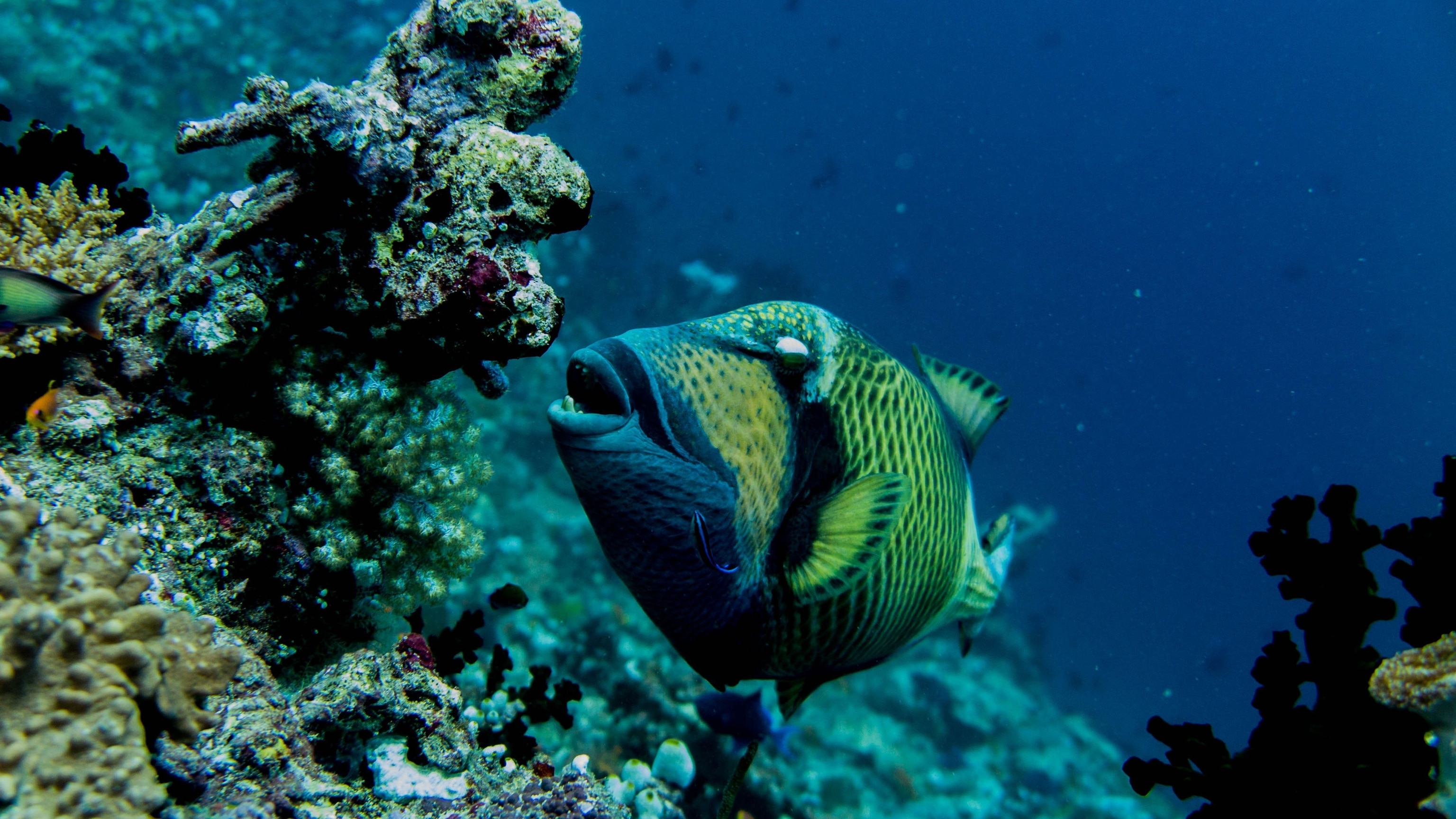 Titan Trigger Fish
