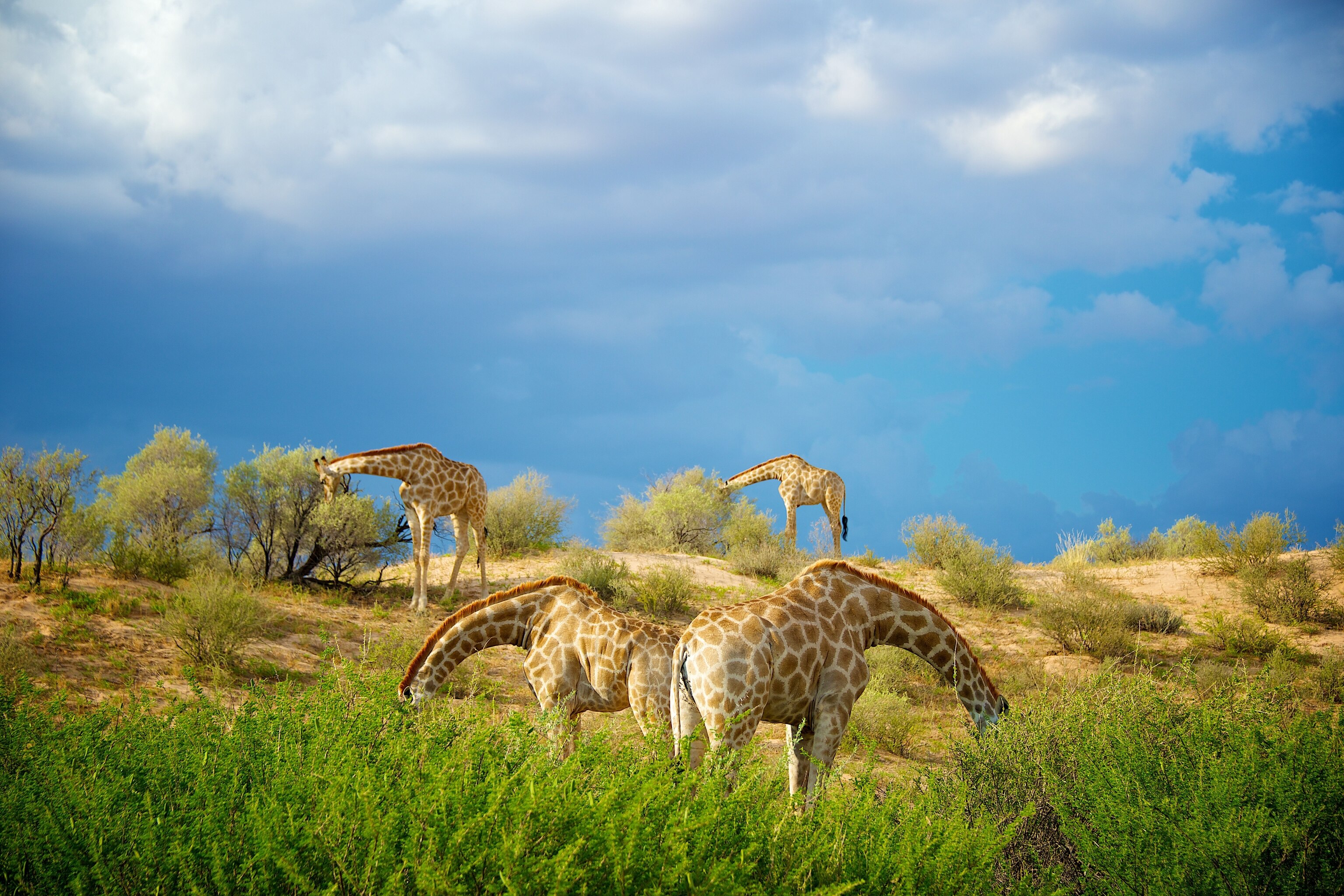 Inside the Fight to Stop Giraffes’ ‘Silent Extinction’