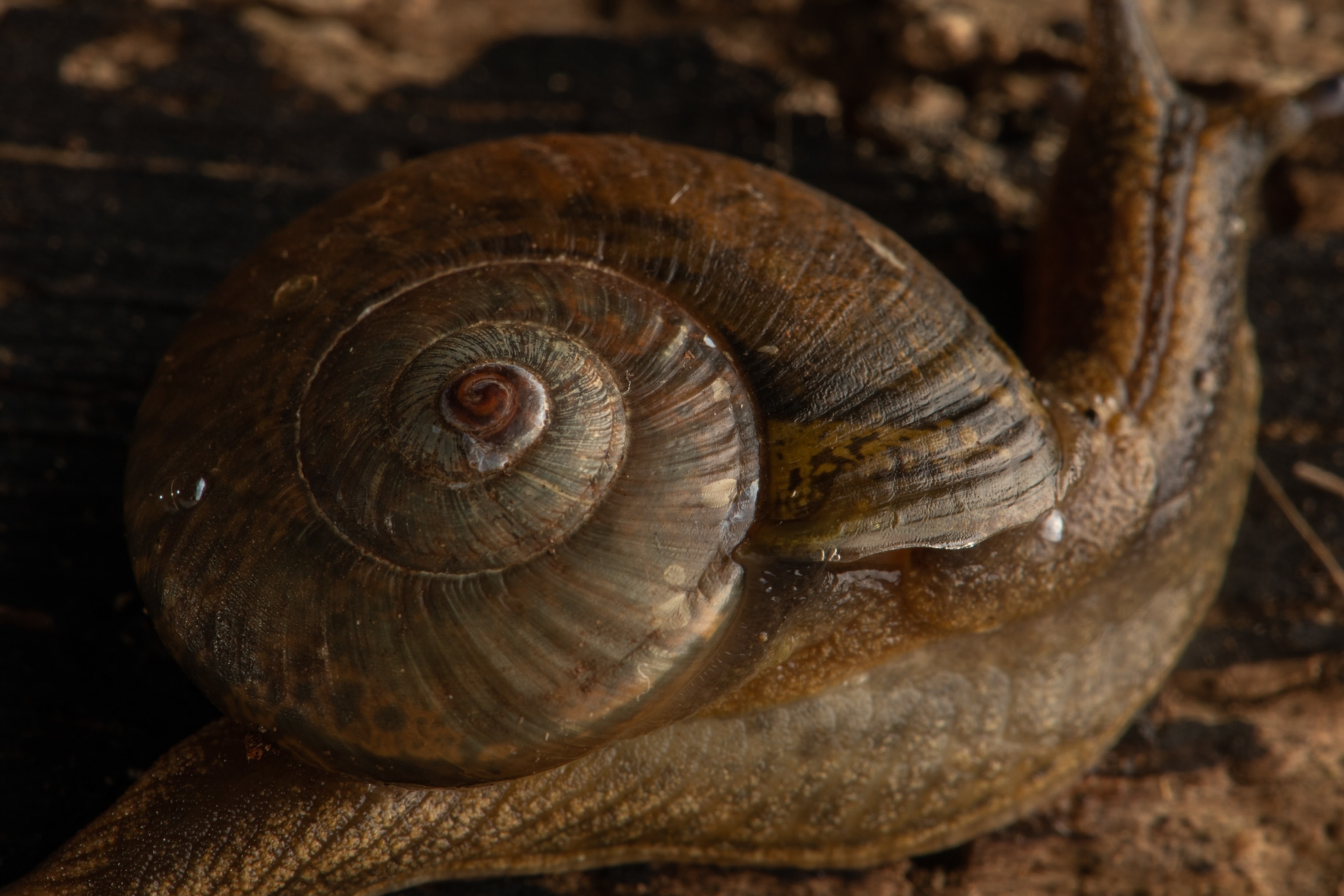 Rats invaded paradise. Here’s how paradise fought back.