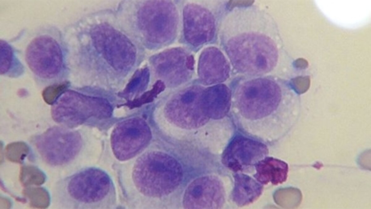 Contagious cancers switch their batteries | National Geographic