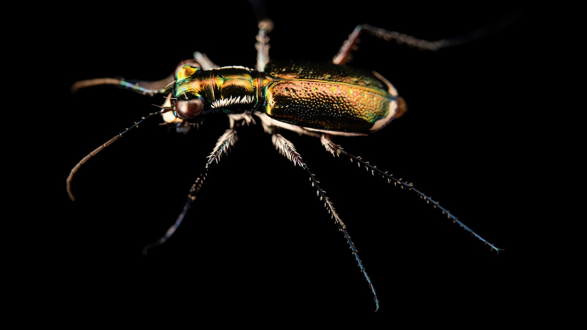 Meet the Miami tiger beetle, the 15,000th species in Nat Geo’s Photo ...