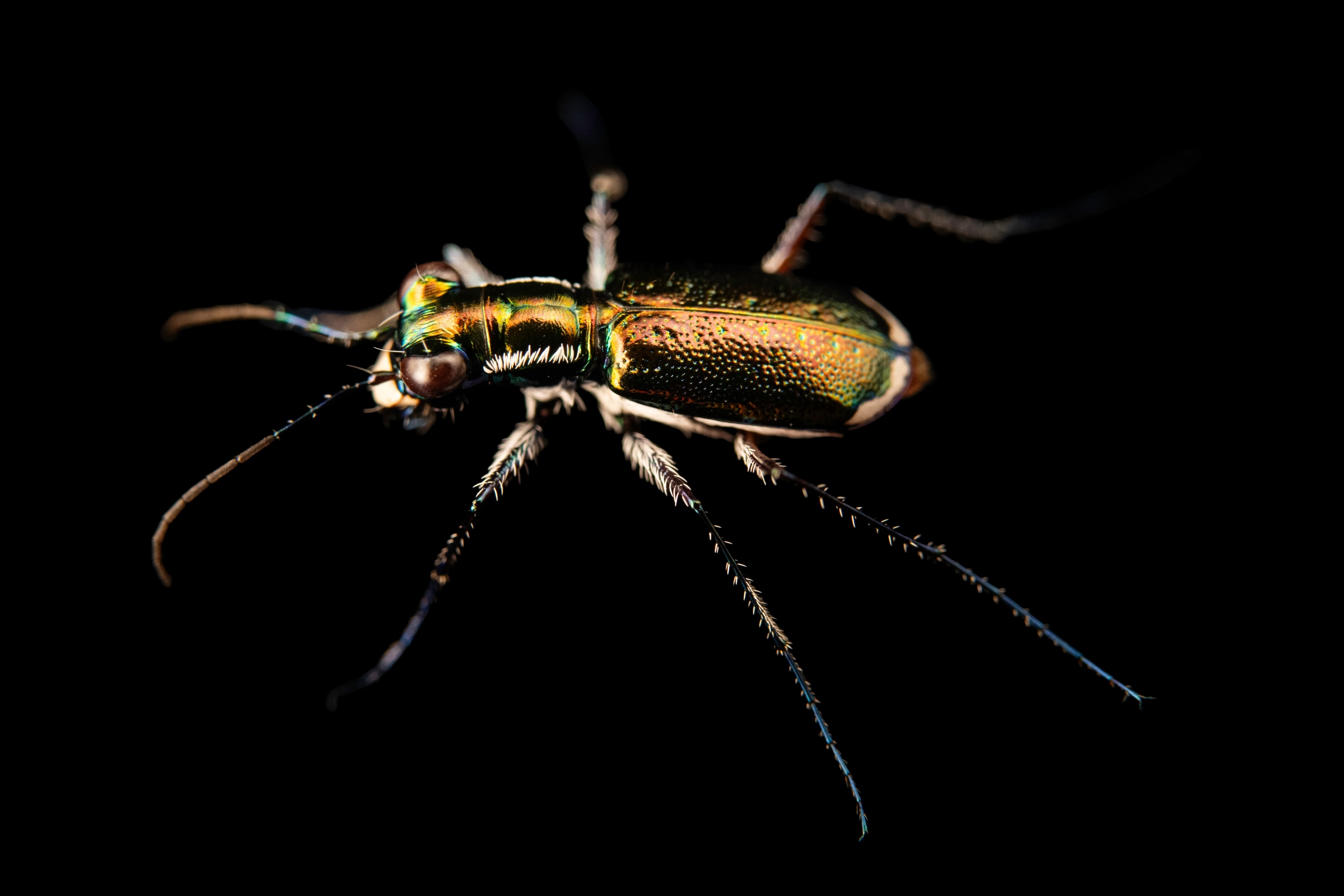 Meet the Miami tiger beetle, the 15,000th species in Nat Geo’s Photo Ark