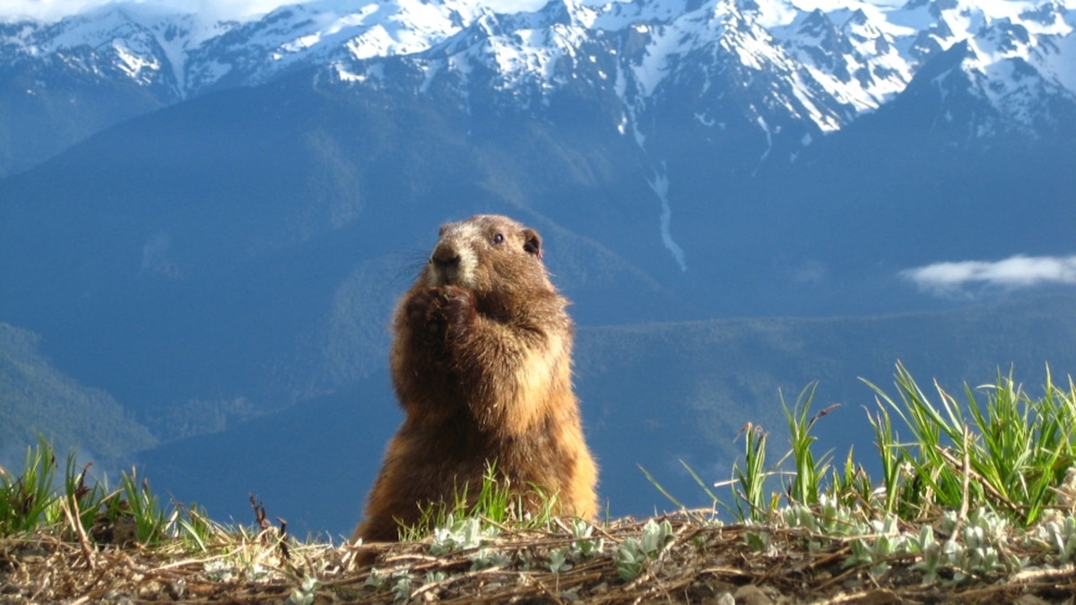 Pictures - Animal Winners and Losers of Summer's Heat Waves | National ...