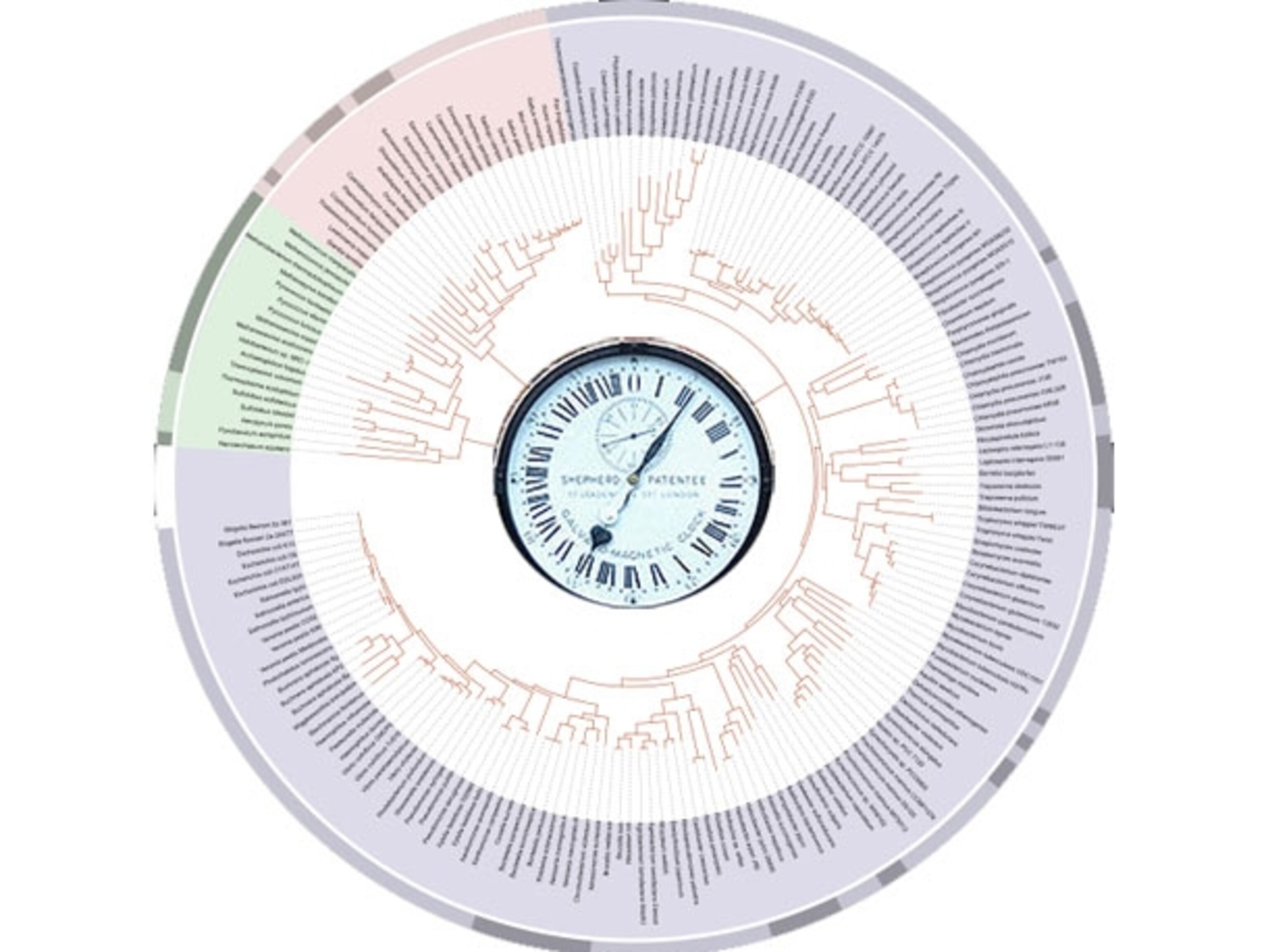 As oxygen filled the world, life’s universal clock began to tick