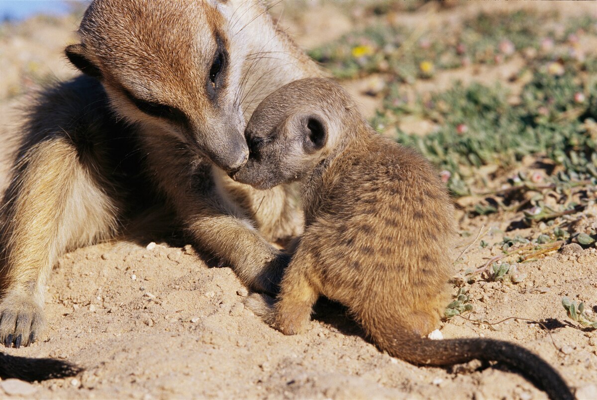 Schooled: Animals That Teach Their Young