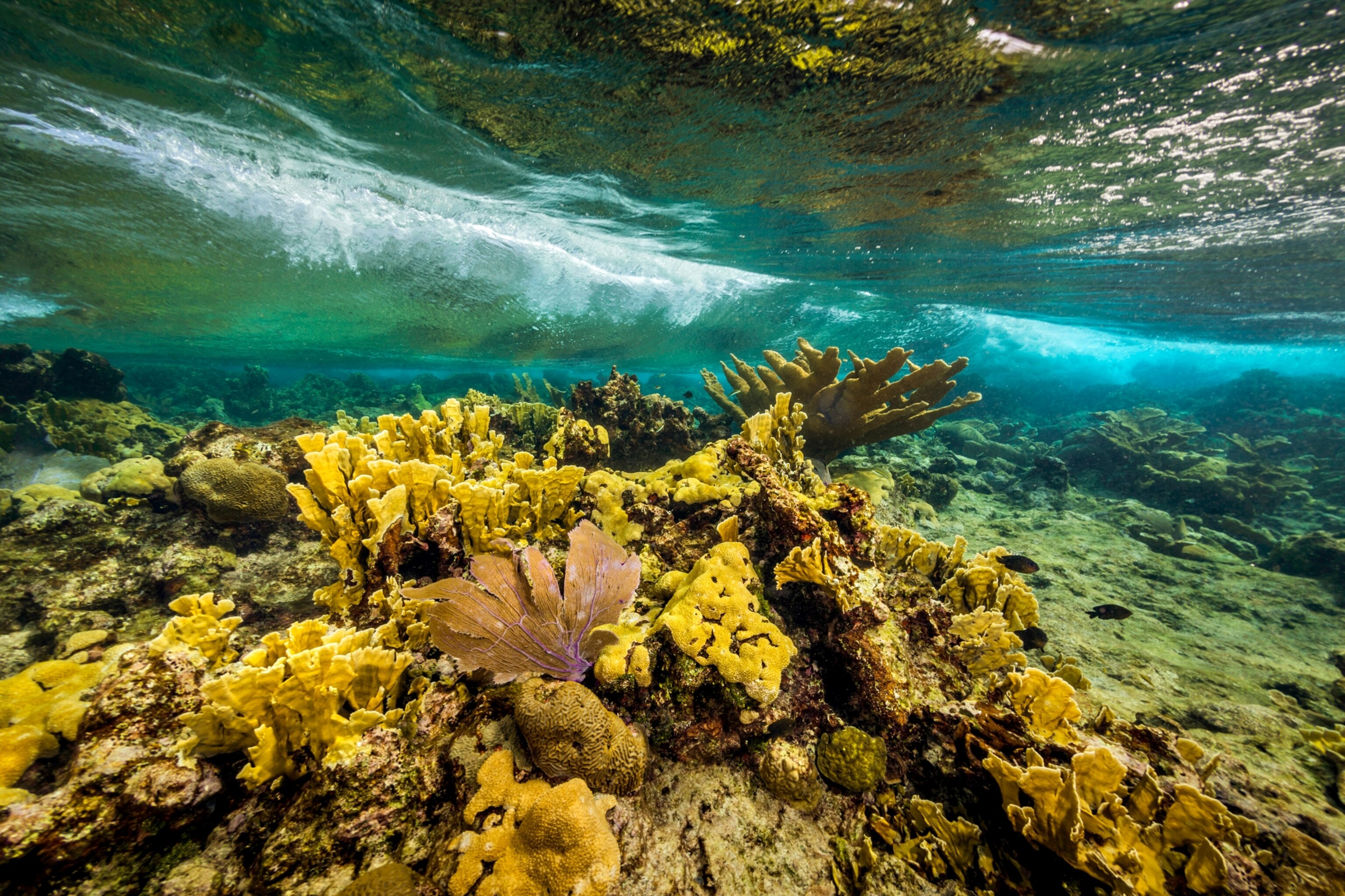 Marine pollution facts and information