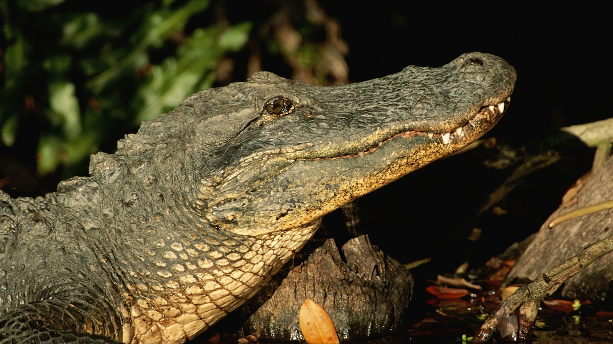 Alligator Attacks Can Be Deadly But Are Quite Rare | National Geographic