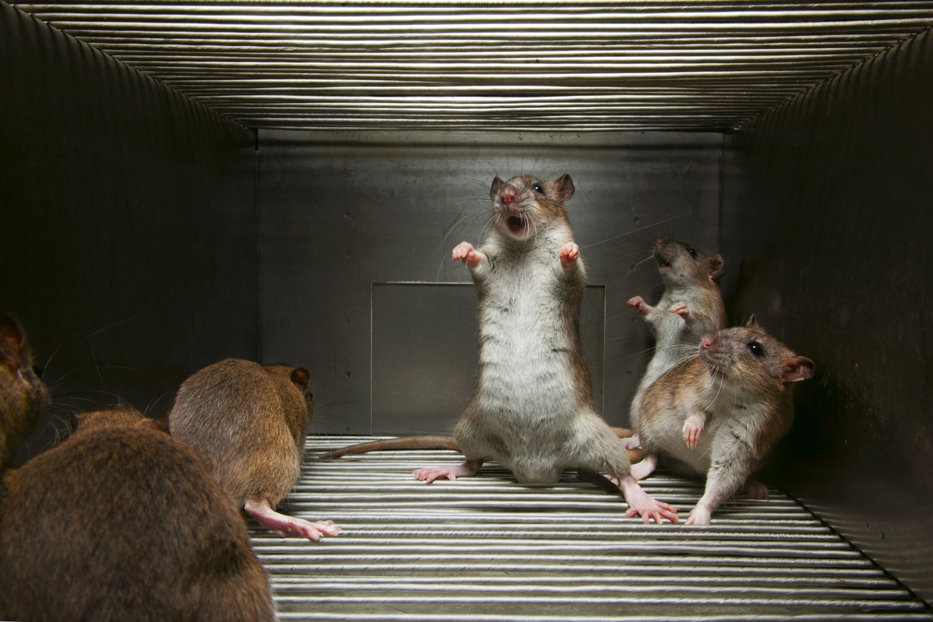 Do Animals Laugh? Tickle Experiments Suggest They Do